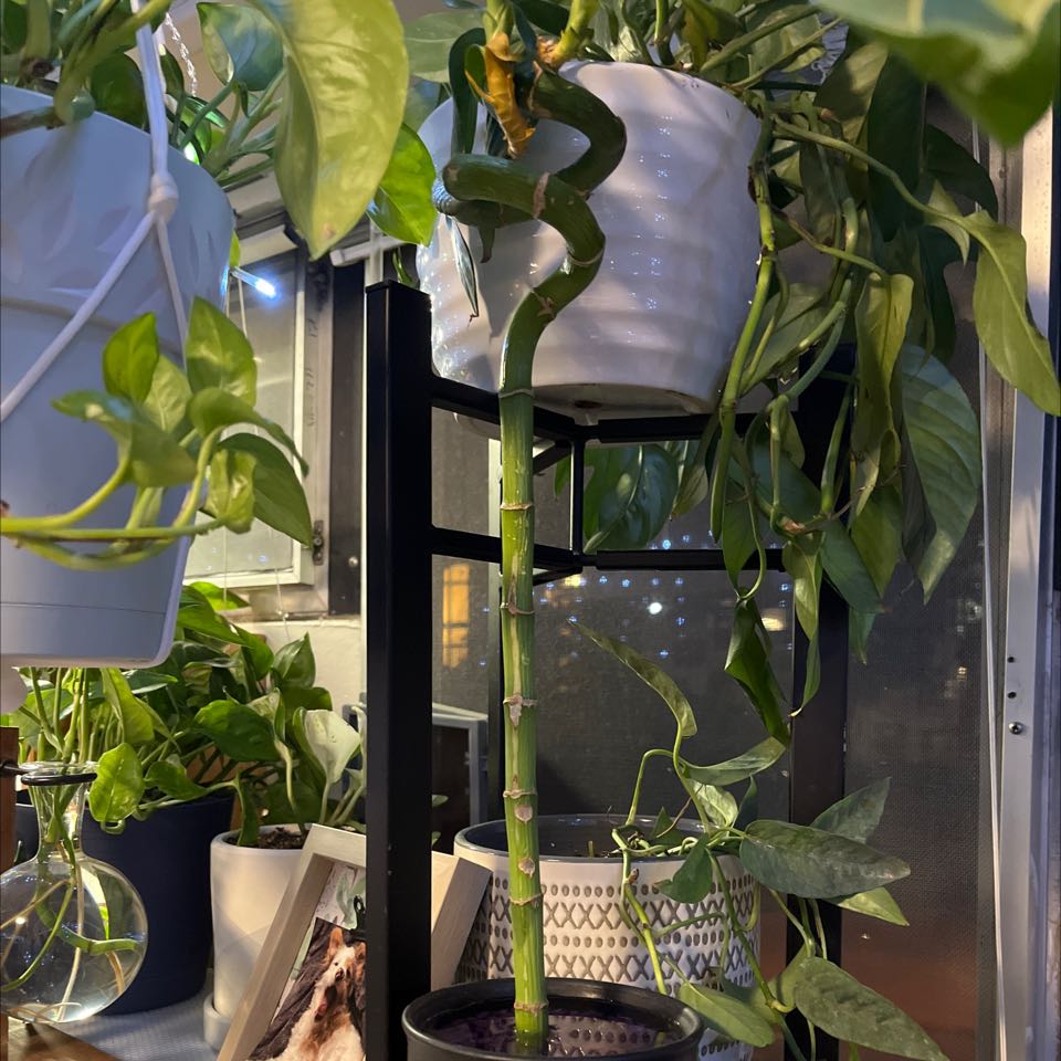 🎍 Lucky Bamboo Root Rot Solutions