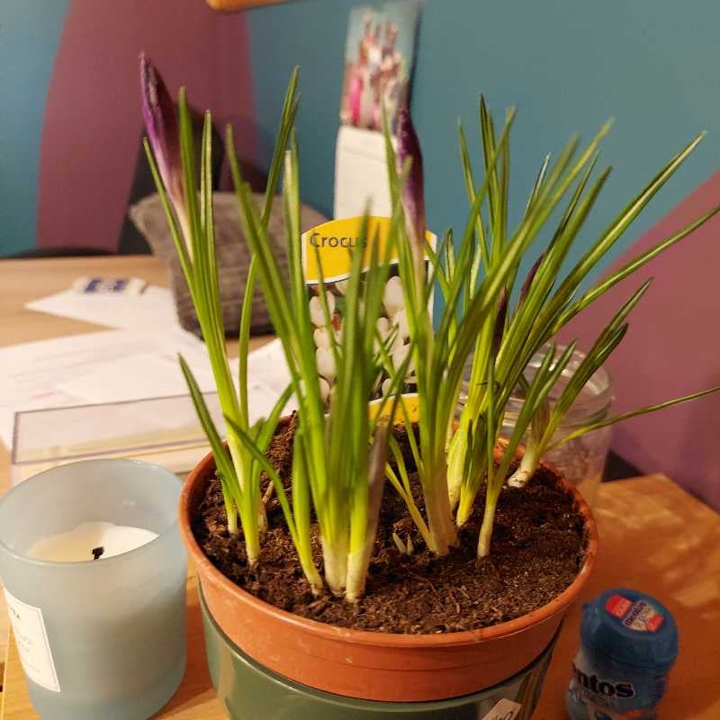 🌸 Ultimate Guide to Fixing Black Spots on Spring Crocus