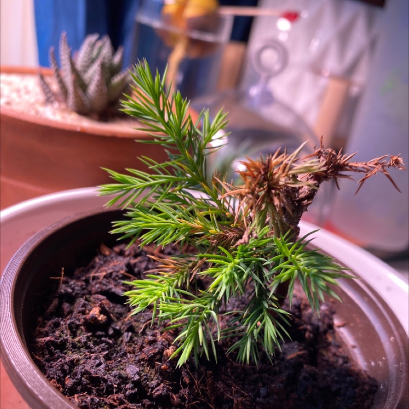 Year-Round Light Requirements For My American Common Juniper