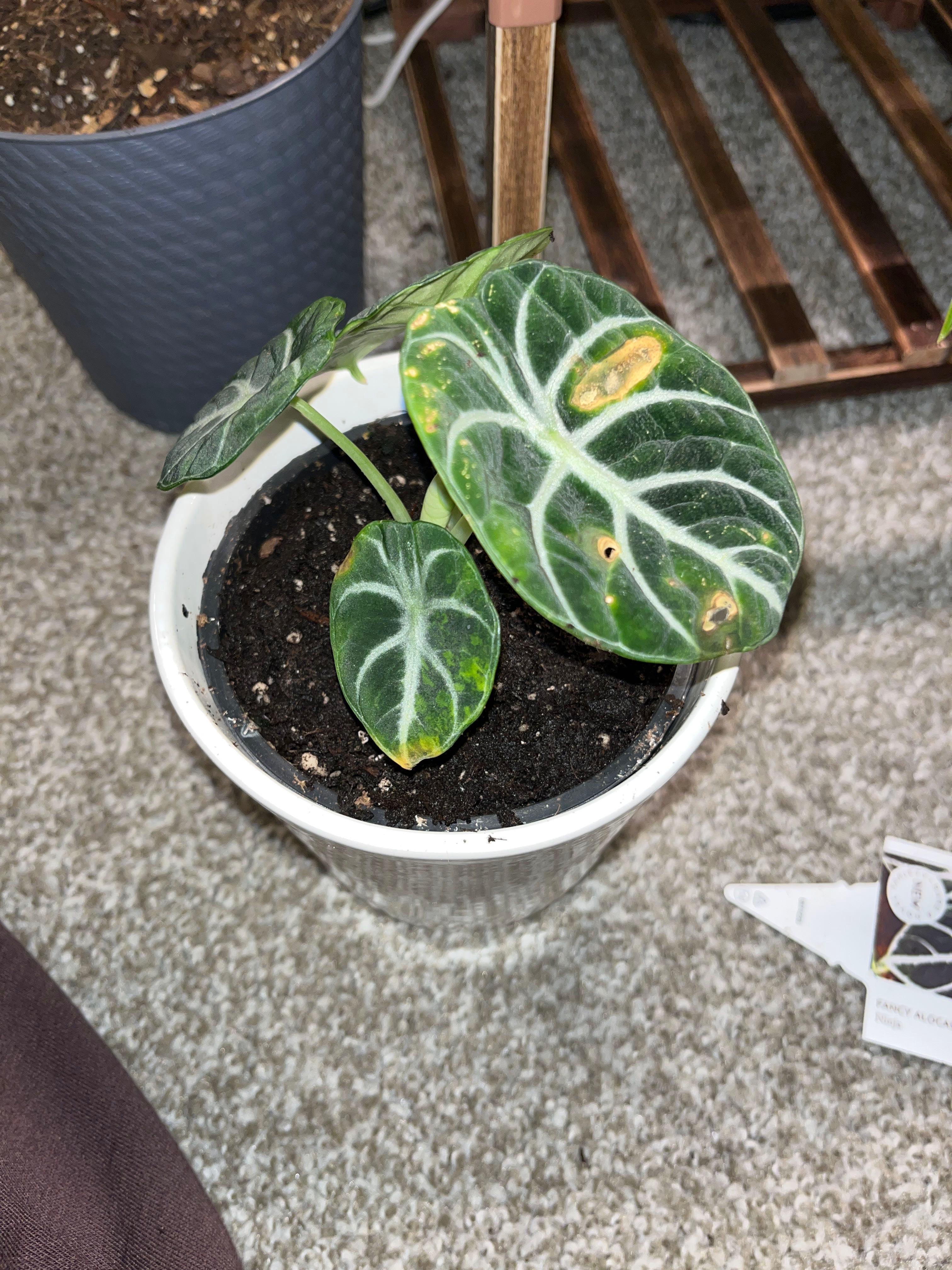 Why Are There Brown Spots on My Alocasia 'Pink Princess'?