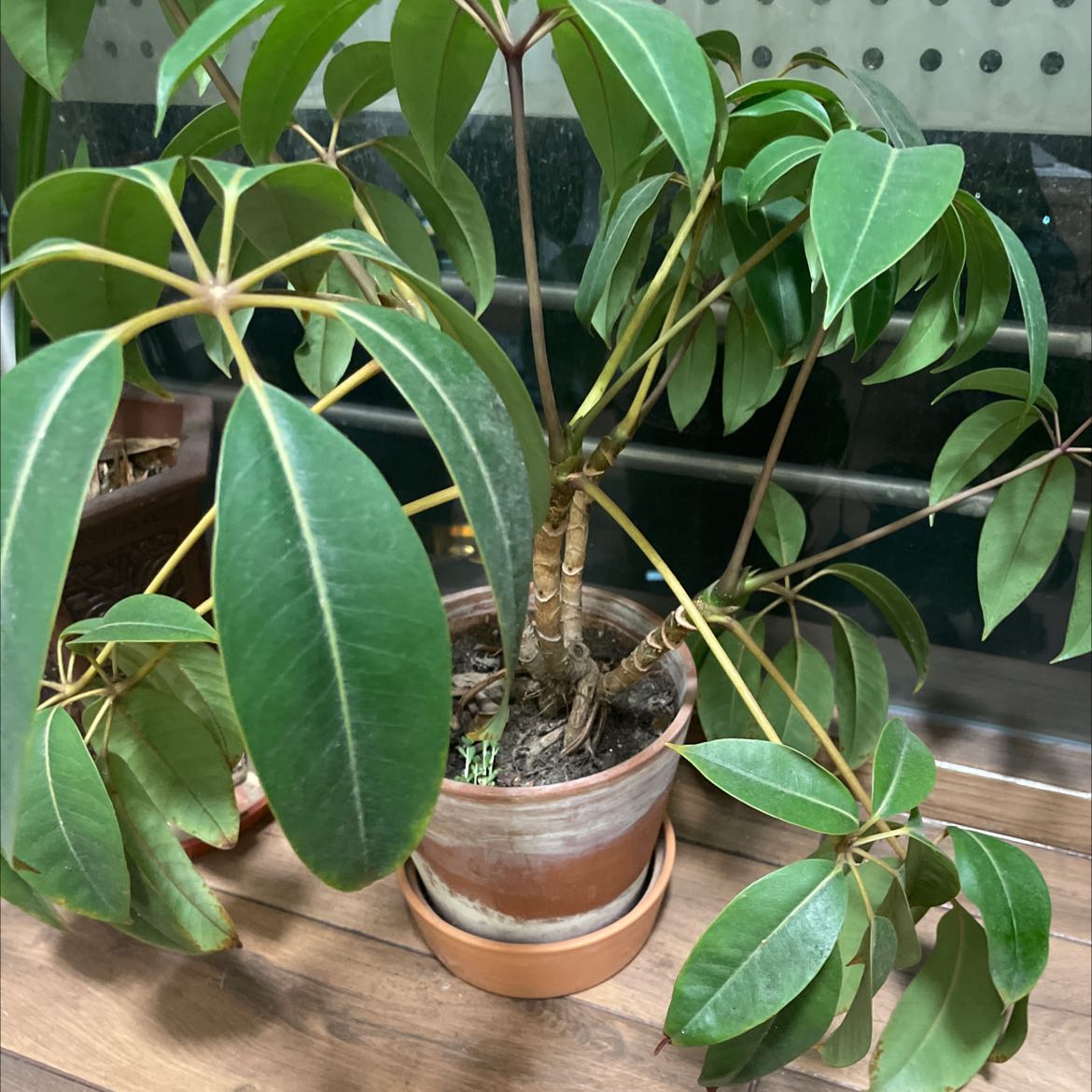 🐙 What Are The Bugs on My Octopus Tree?