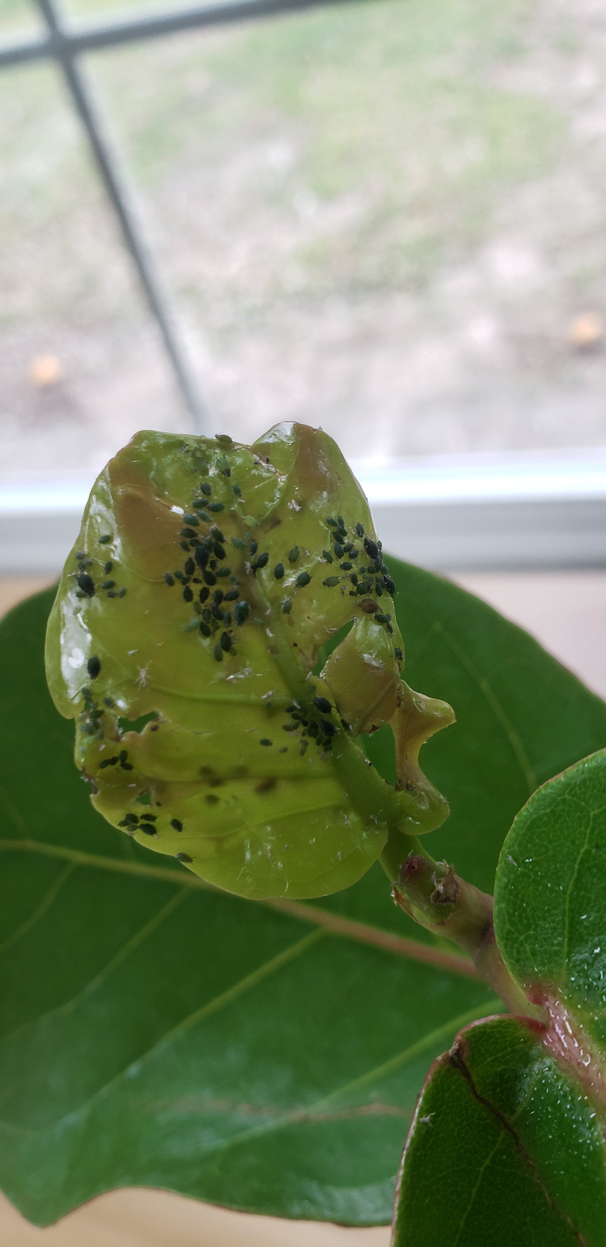 Why Are There Black Spots on My Seagrape Leaves?