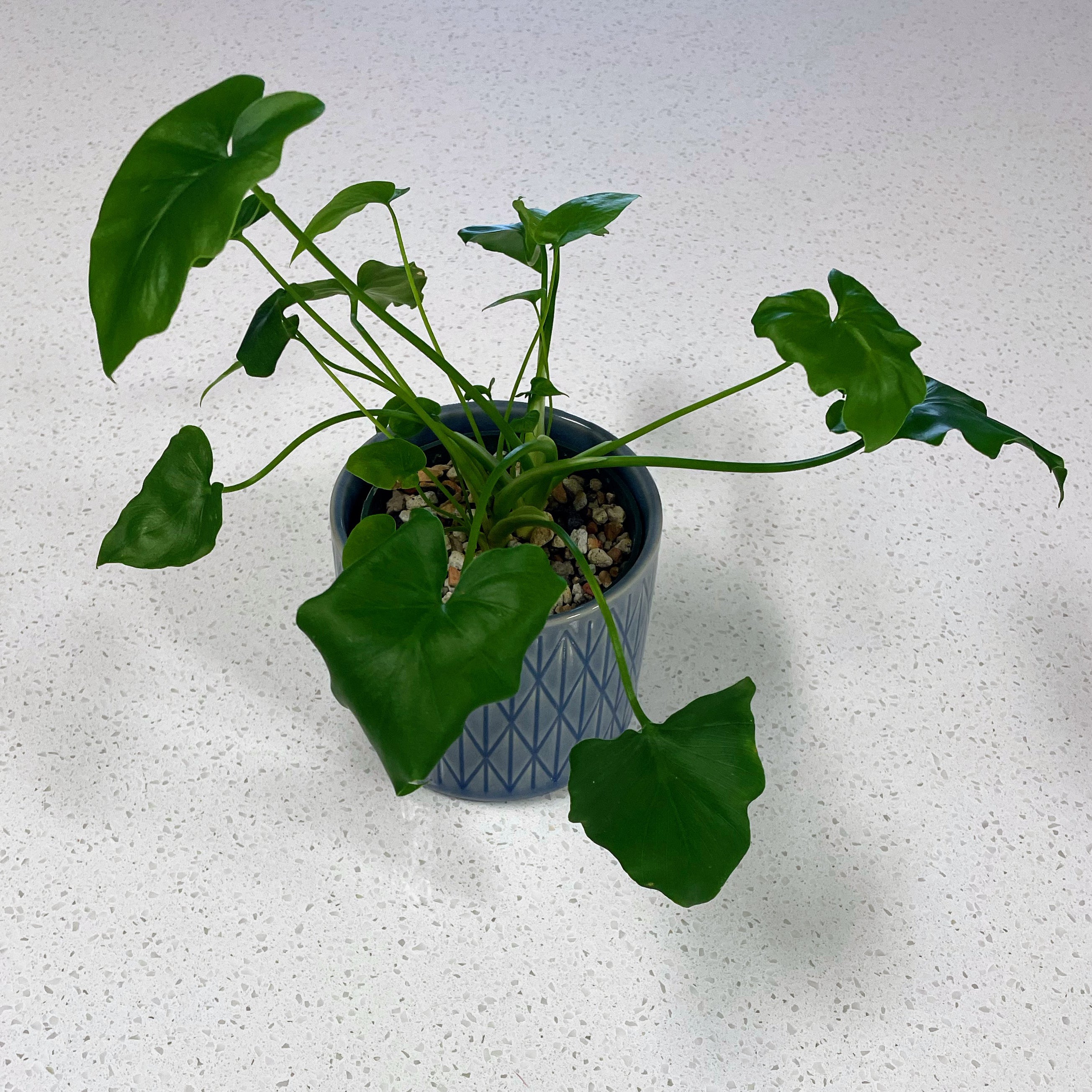 Lala | A plant by @lemrobs on Greg