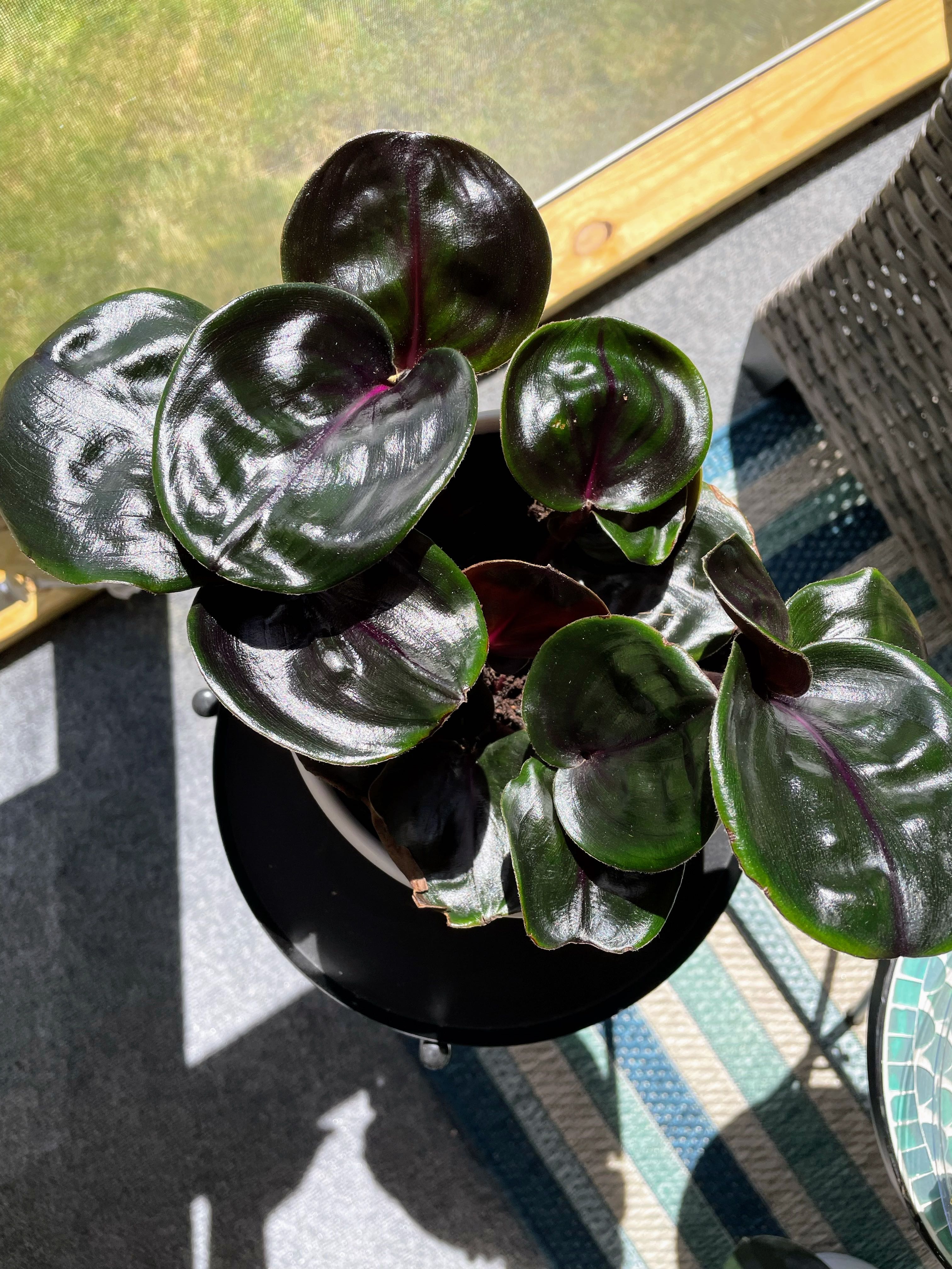 Geogenanthus poeppigii Care 101: Water, Light & Growing Tips