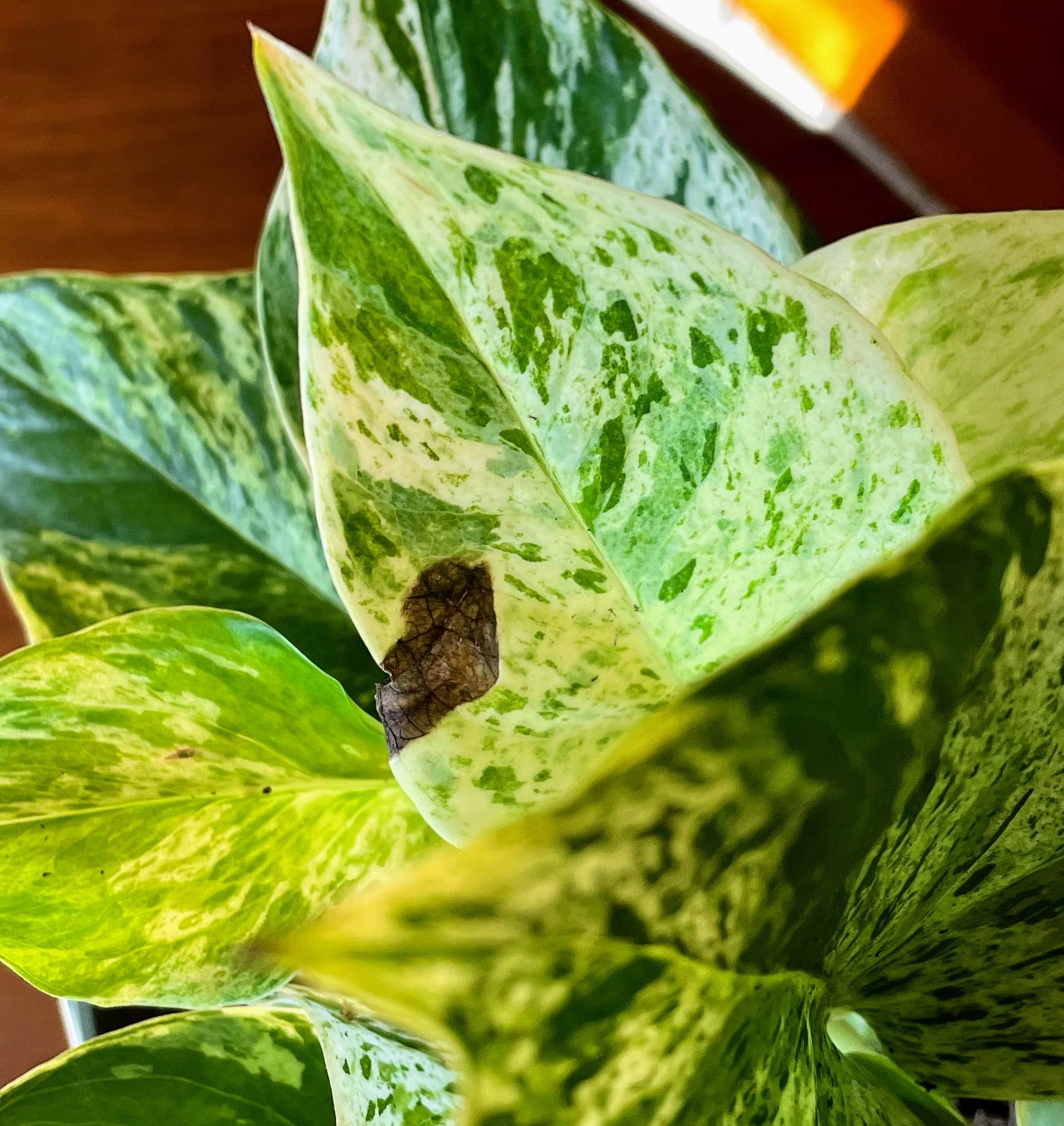 Brown spots on pothos