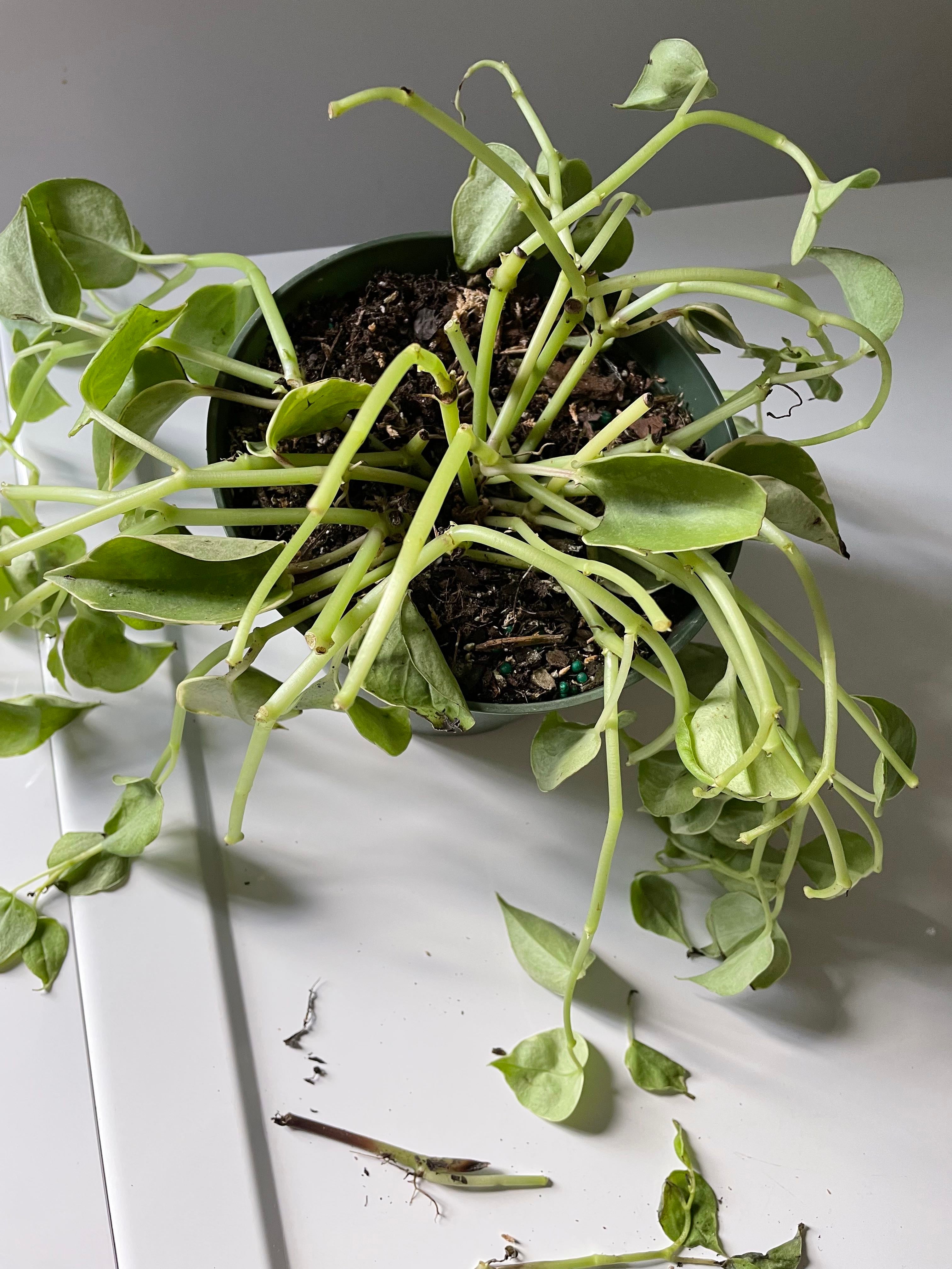 How to Care for Variegated Cupid's Plant: Mastering Water, Sunlight & More