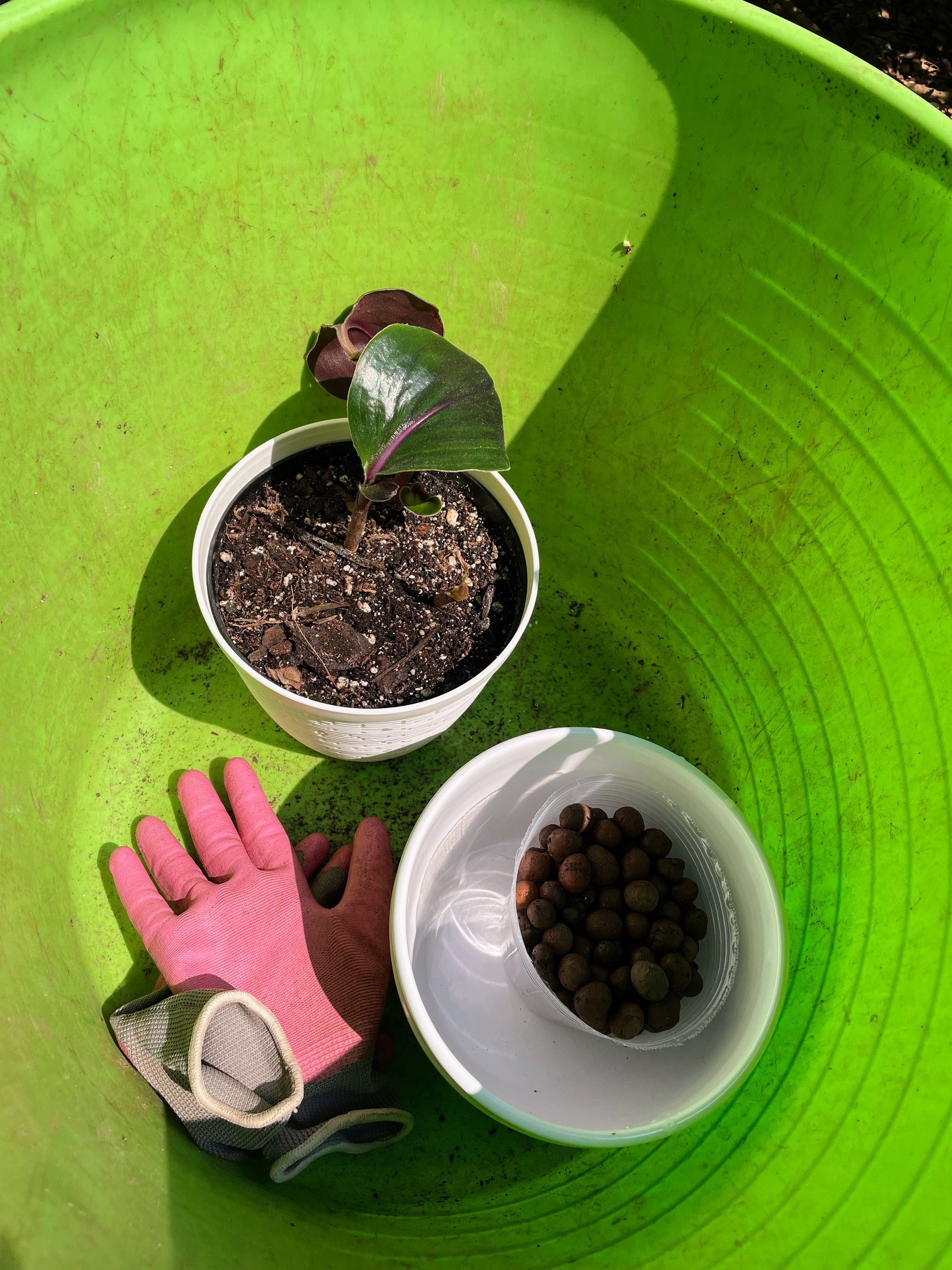 The Complete Geogenanthus poeppigii Plant Care Guide: Water, Light & Beyond