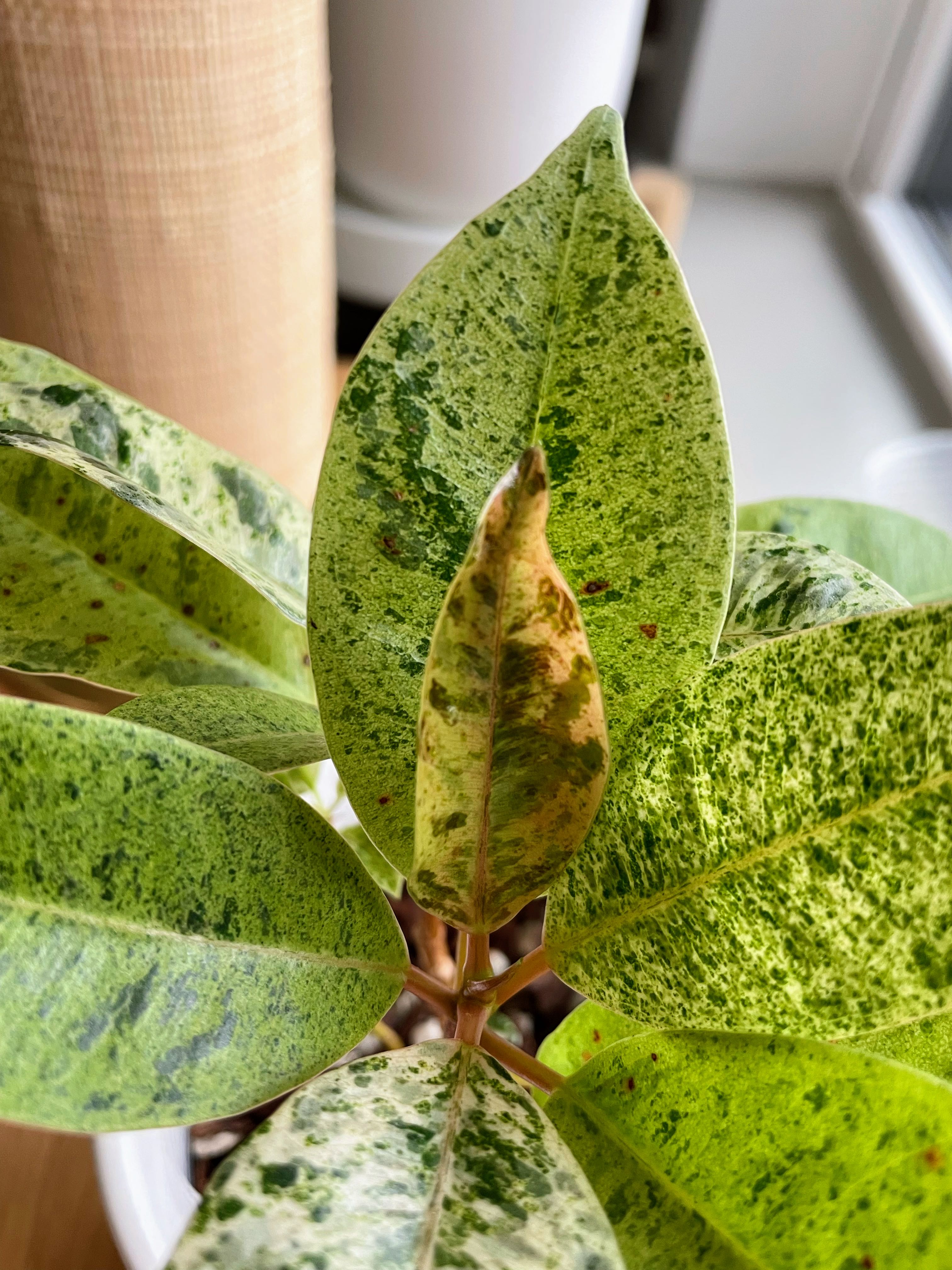 Black Spots on My Ficus elastica 'Shivereana' Leaves