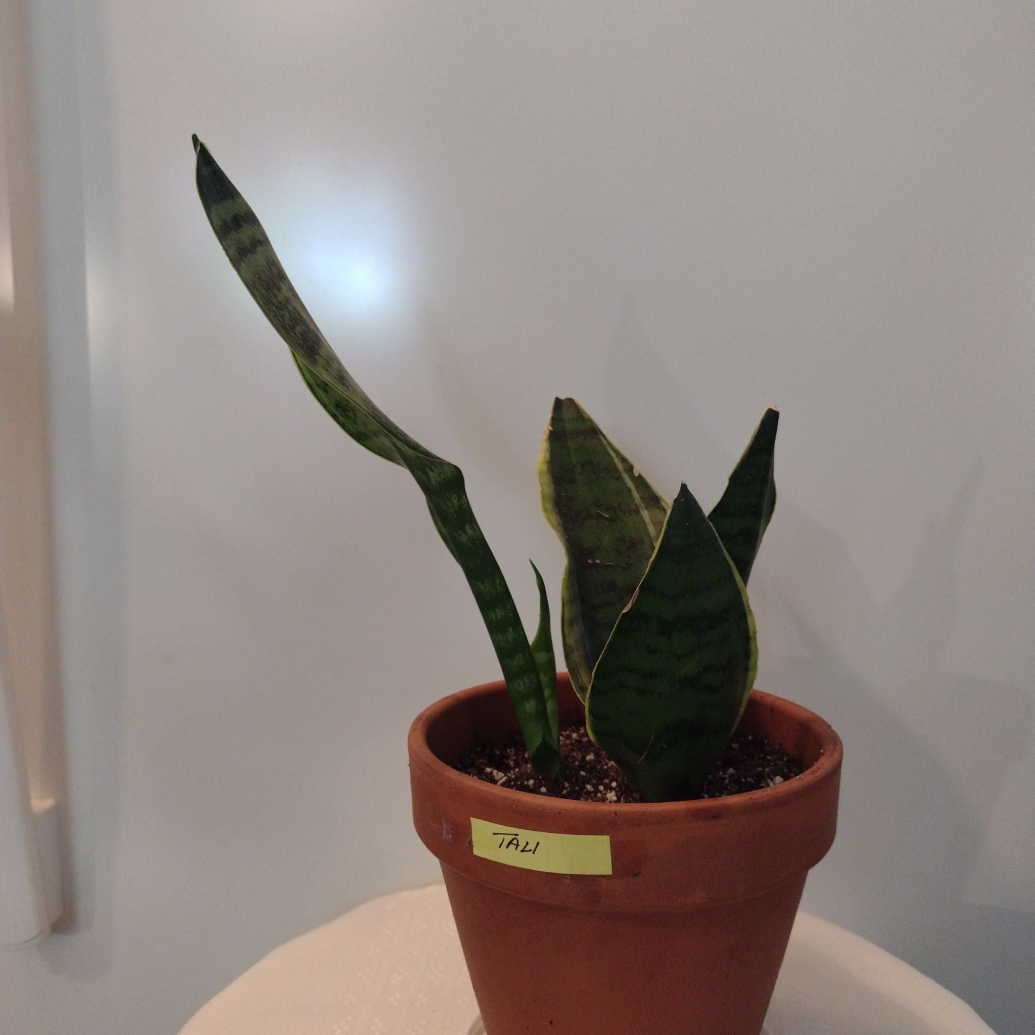 Tali | A plant by @Sassylimey on Greg