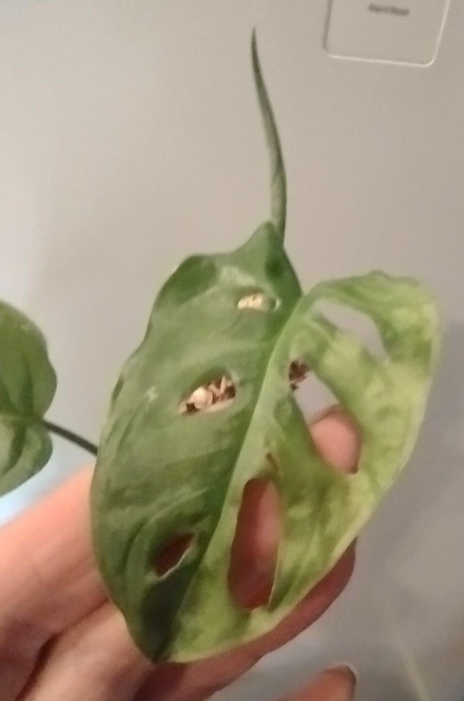 Yikes Monkey's new leaf is yellowing