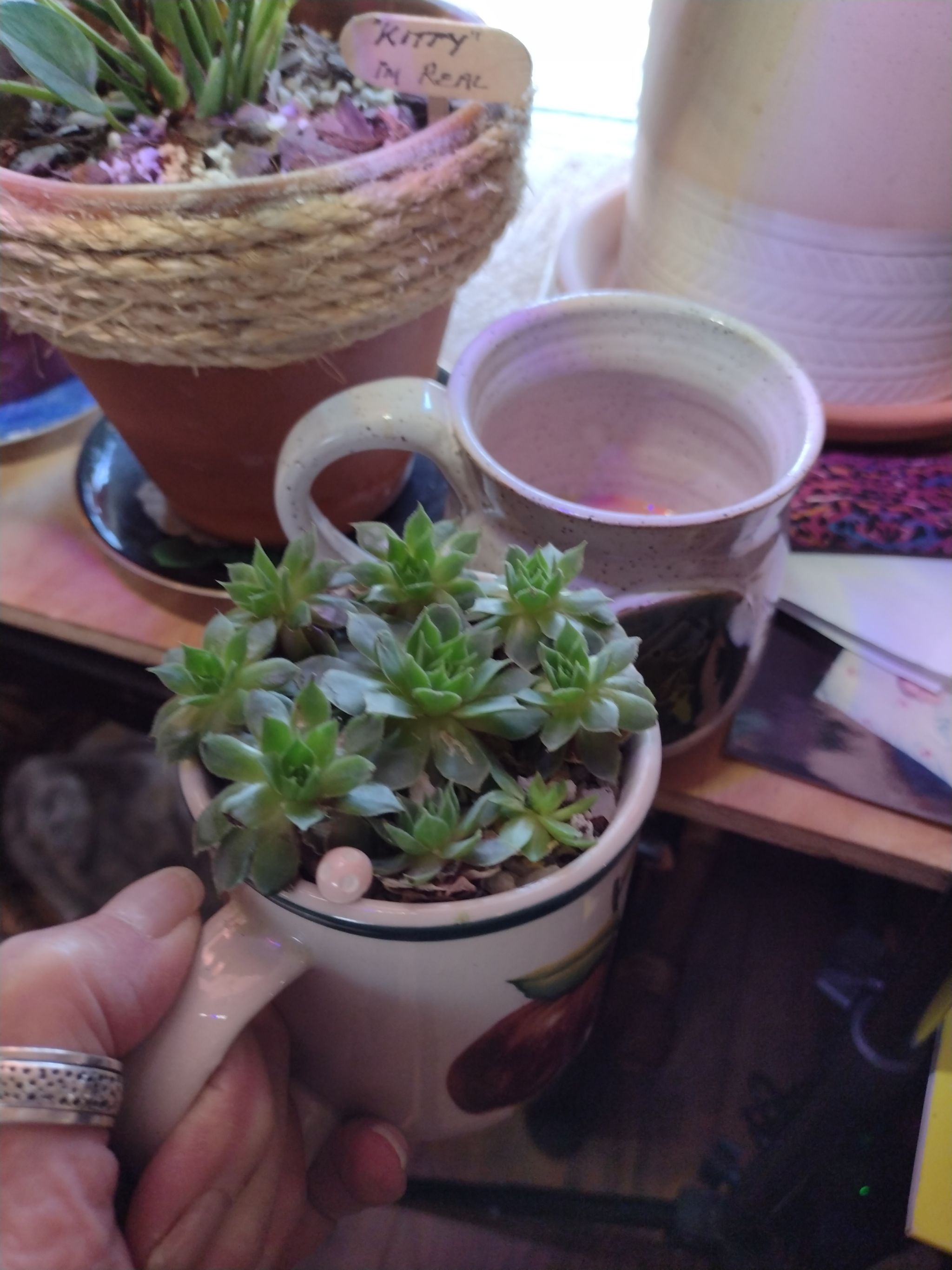 Show off your clumping succulents!