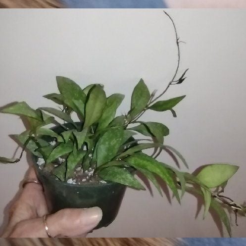 Parvi | A plant by @Sassylimey on Greg