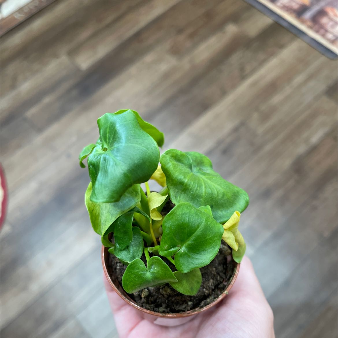 10 Benefits of Having a Water Hyacinth 🌊