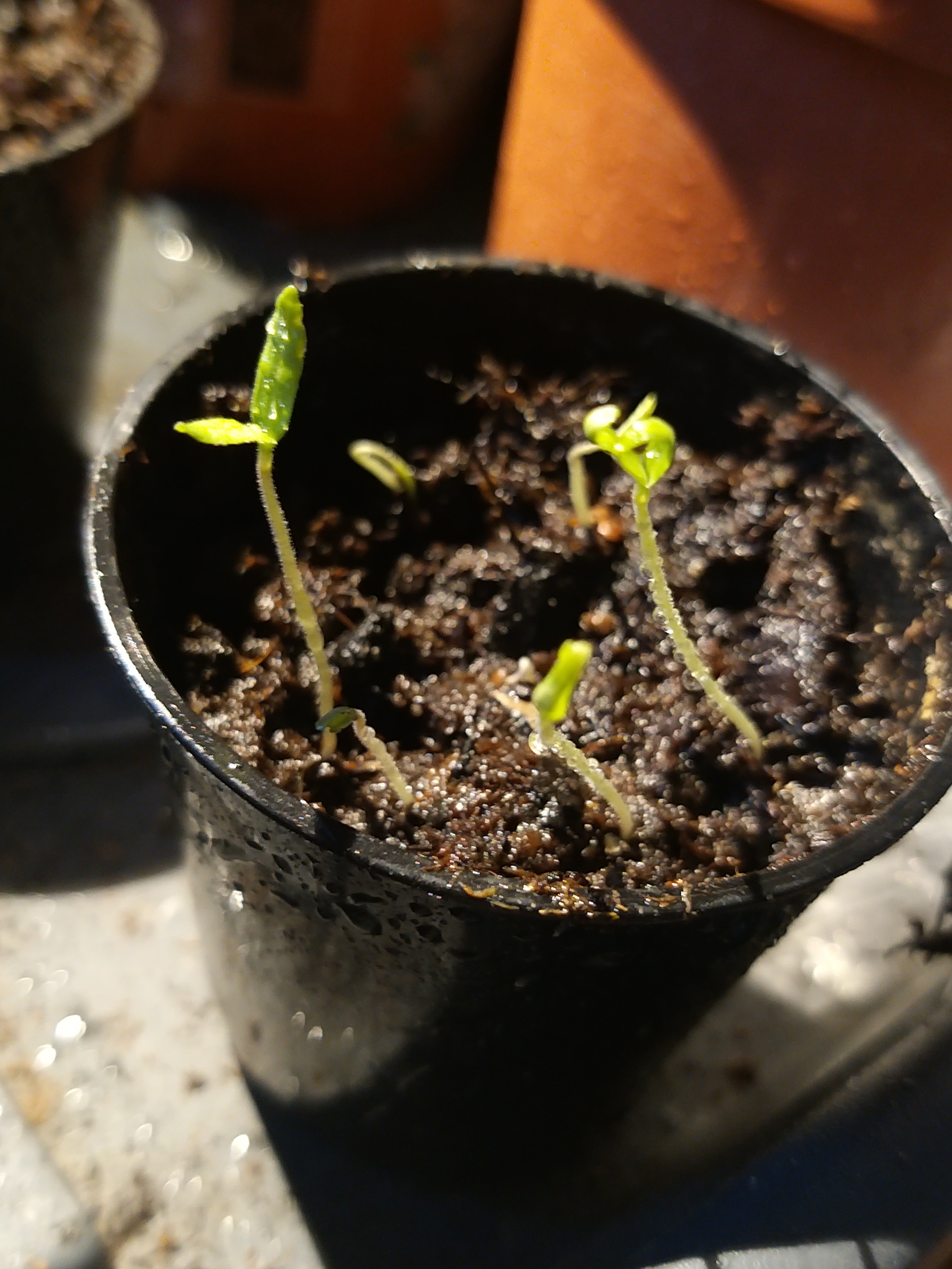 Why Are There Black Spots on My Flowering Raspberry Leaves?