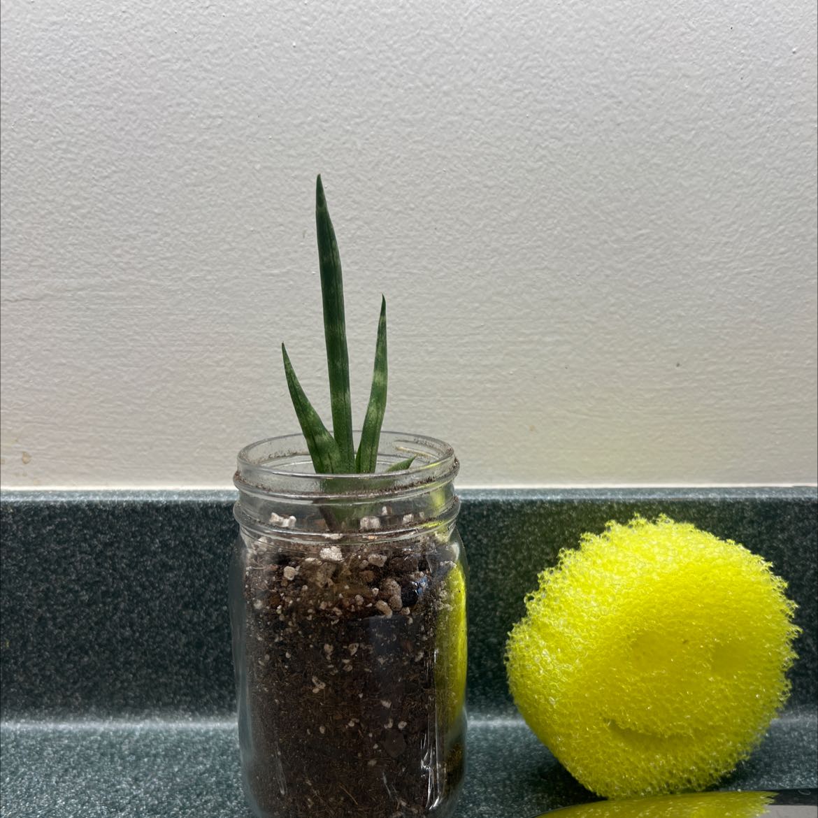 Symbolism and Benefits of the Cylindrical Snake Plant