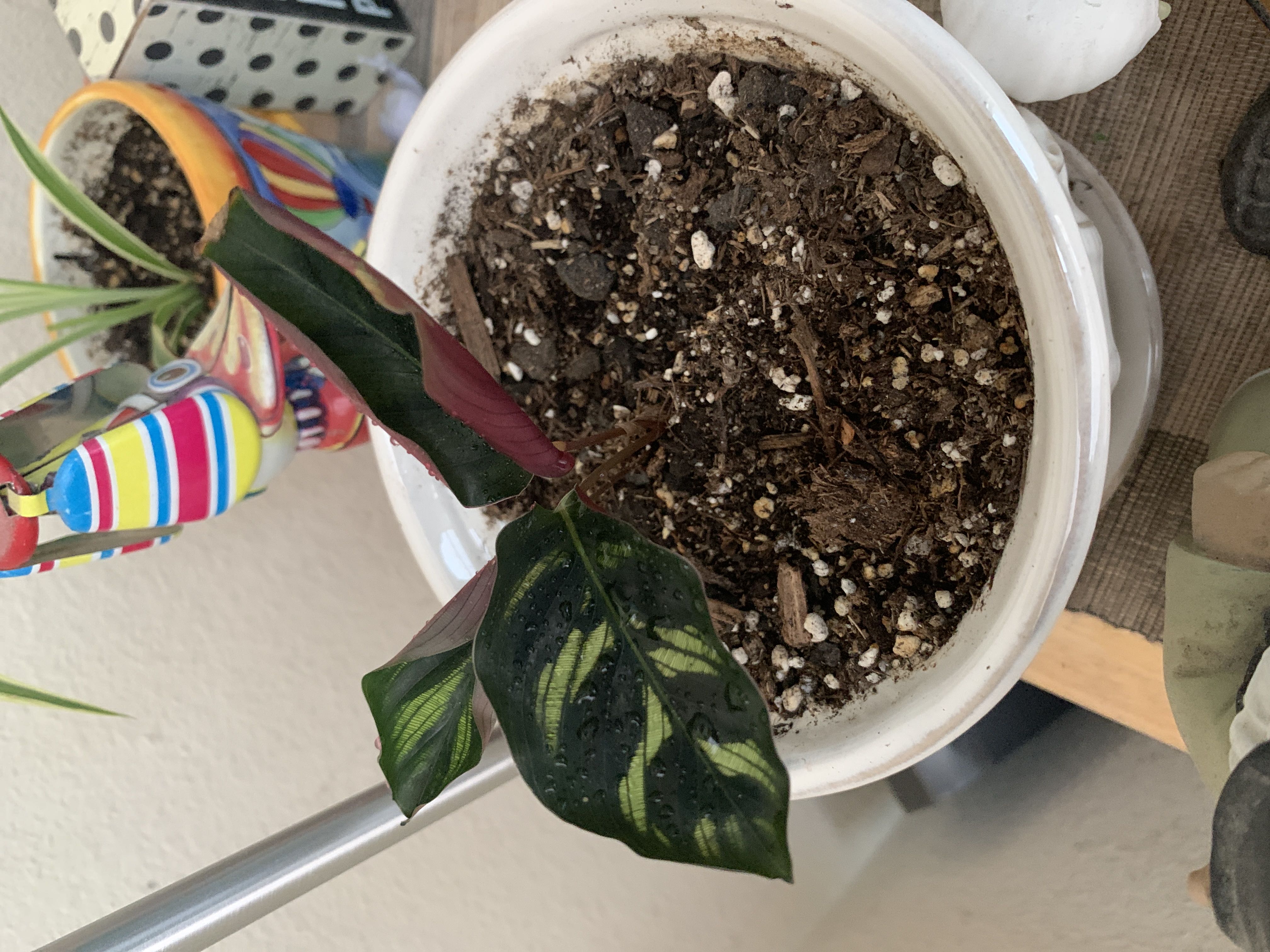 Why Are There Black Spots on My Calathea 'Misto' Leaves?