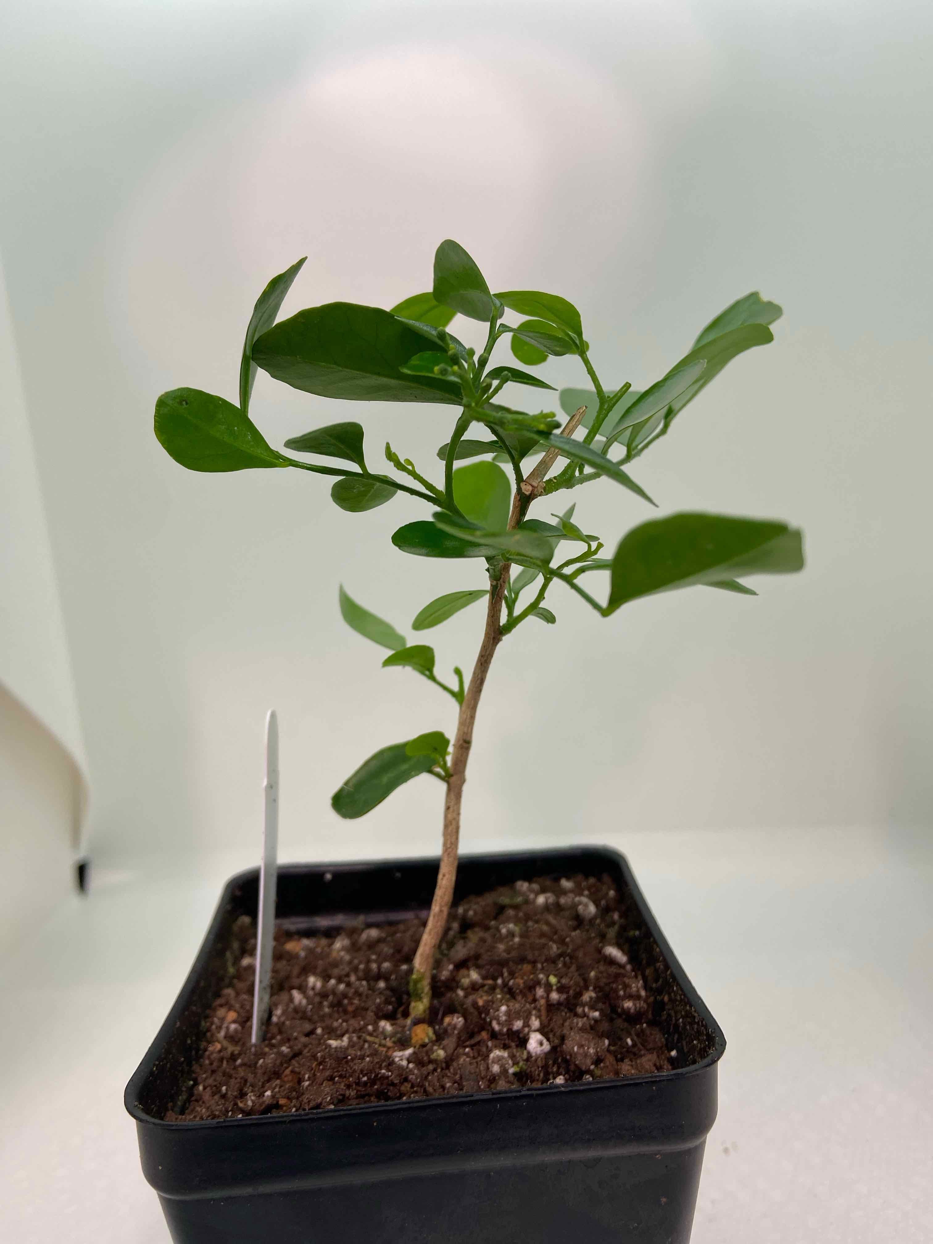 Common Mock Orange Problems