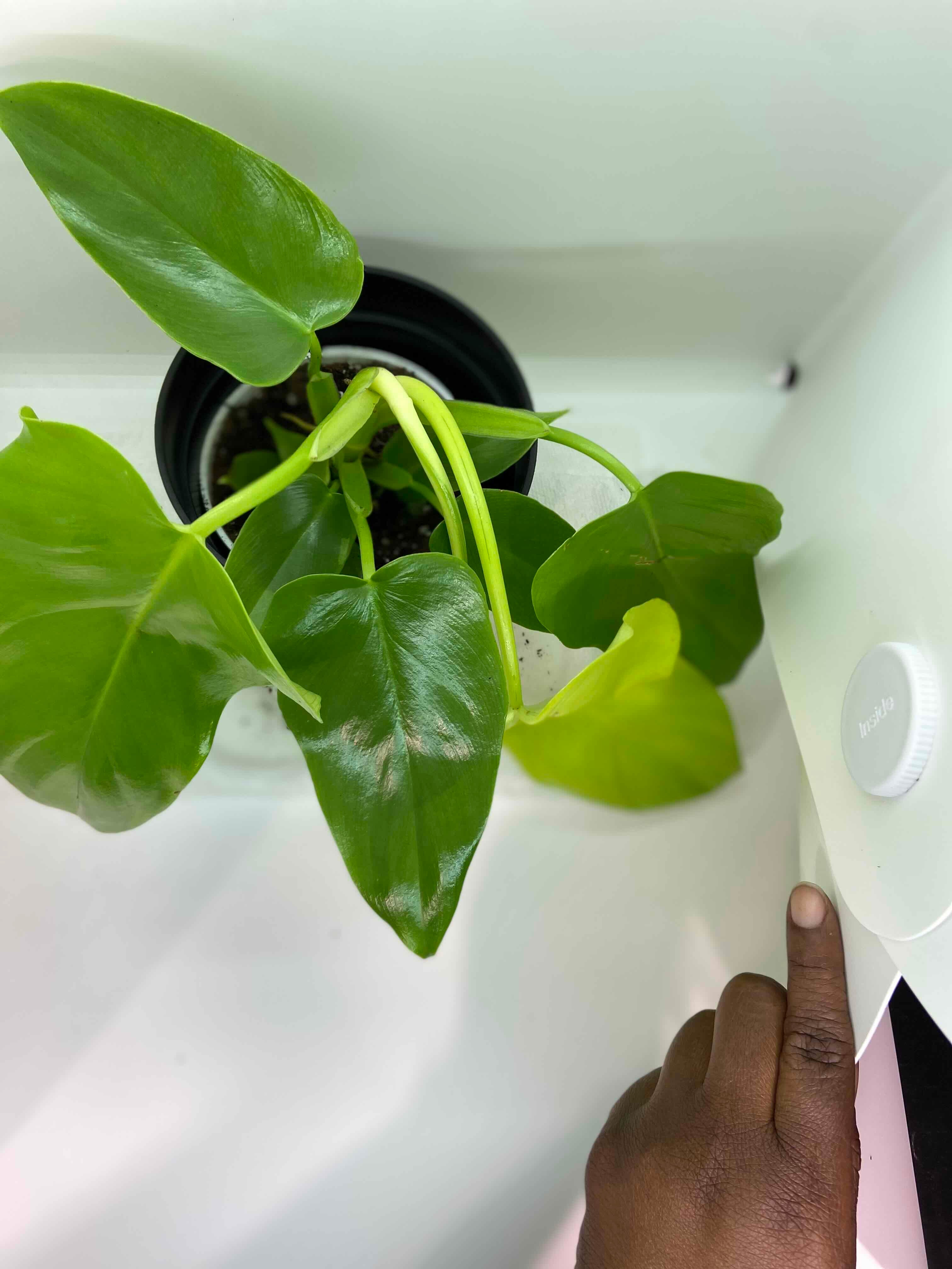 Propagating My Philodendron Gold Violin: Step-by-Step Guide