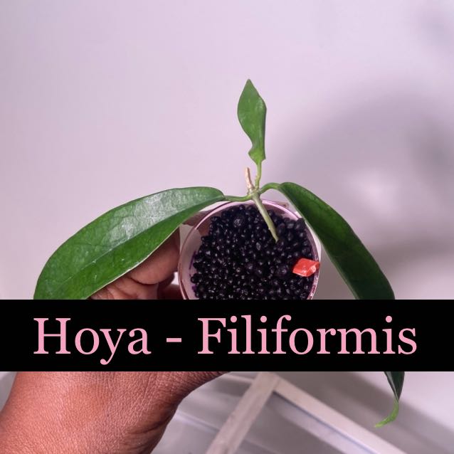 Hoya filiformis Care 101: Water, Light & Growing Tips