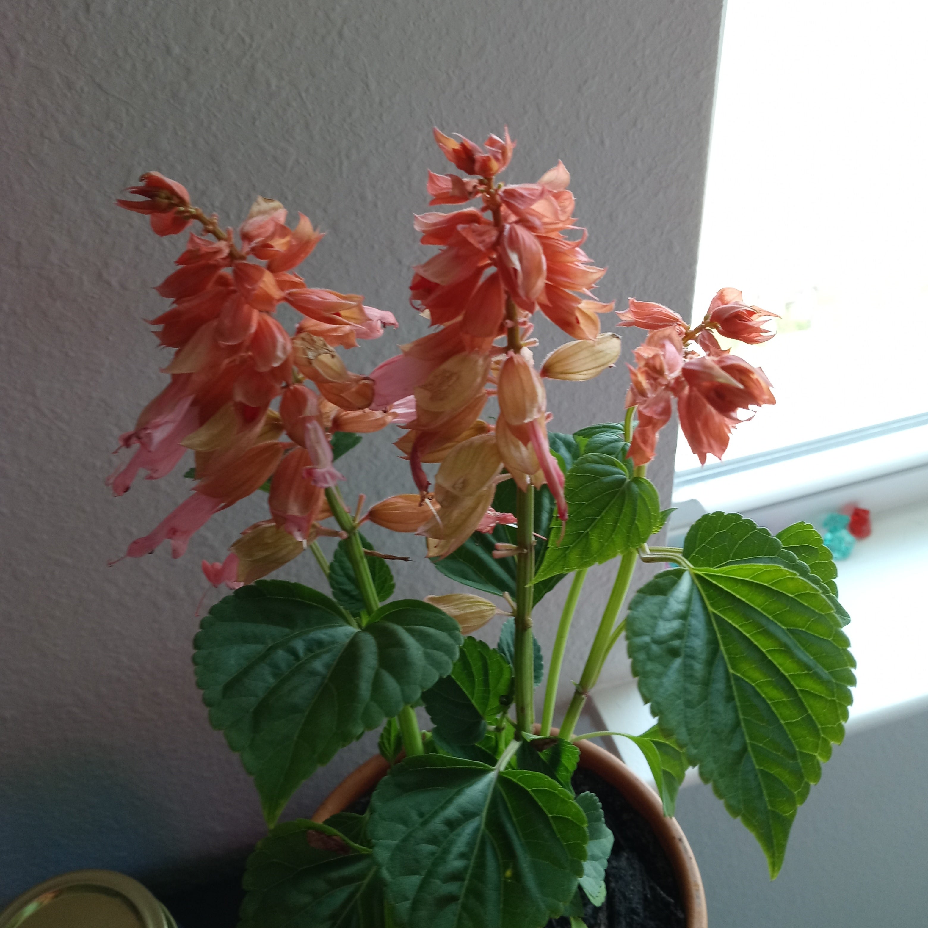 🌼 Salvia Hardiness Zones: 10a-11b