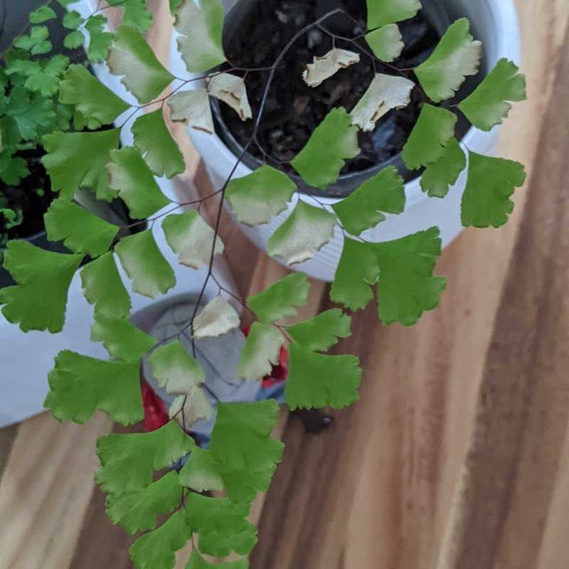 How to Care for Pacific Maidenhair Fern: Mastering Water, Sunlight & More