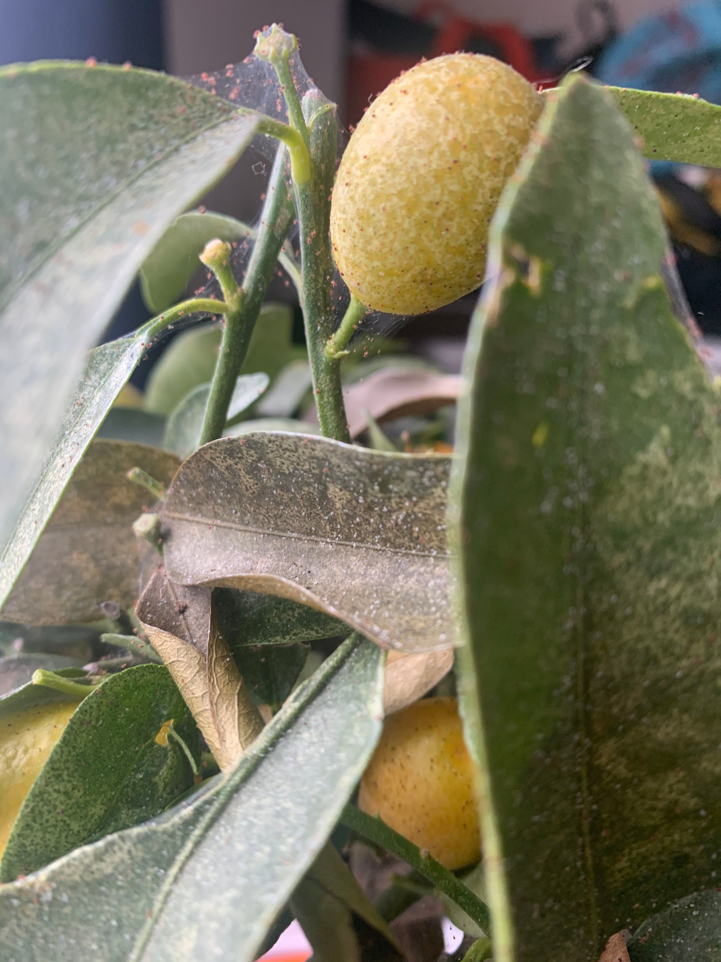 🐛 What To Do About Bugs on My Orange Tree?