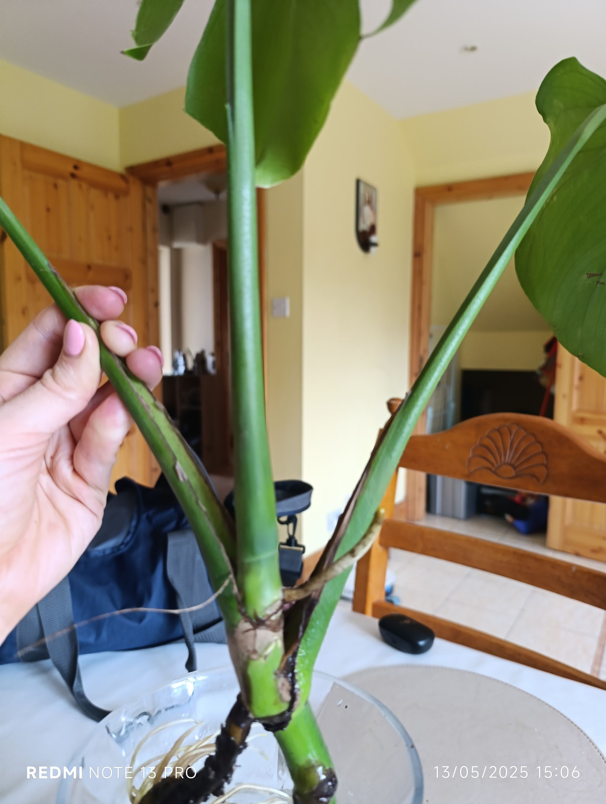 Keep Your Monstera Alive: Light, Water & Care Instructions