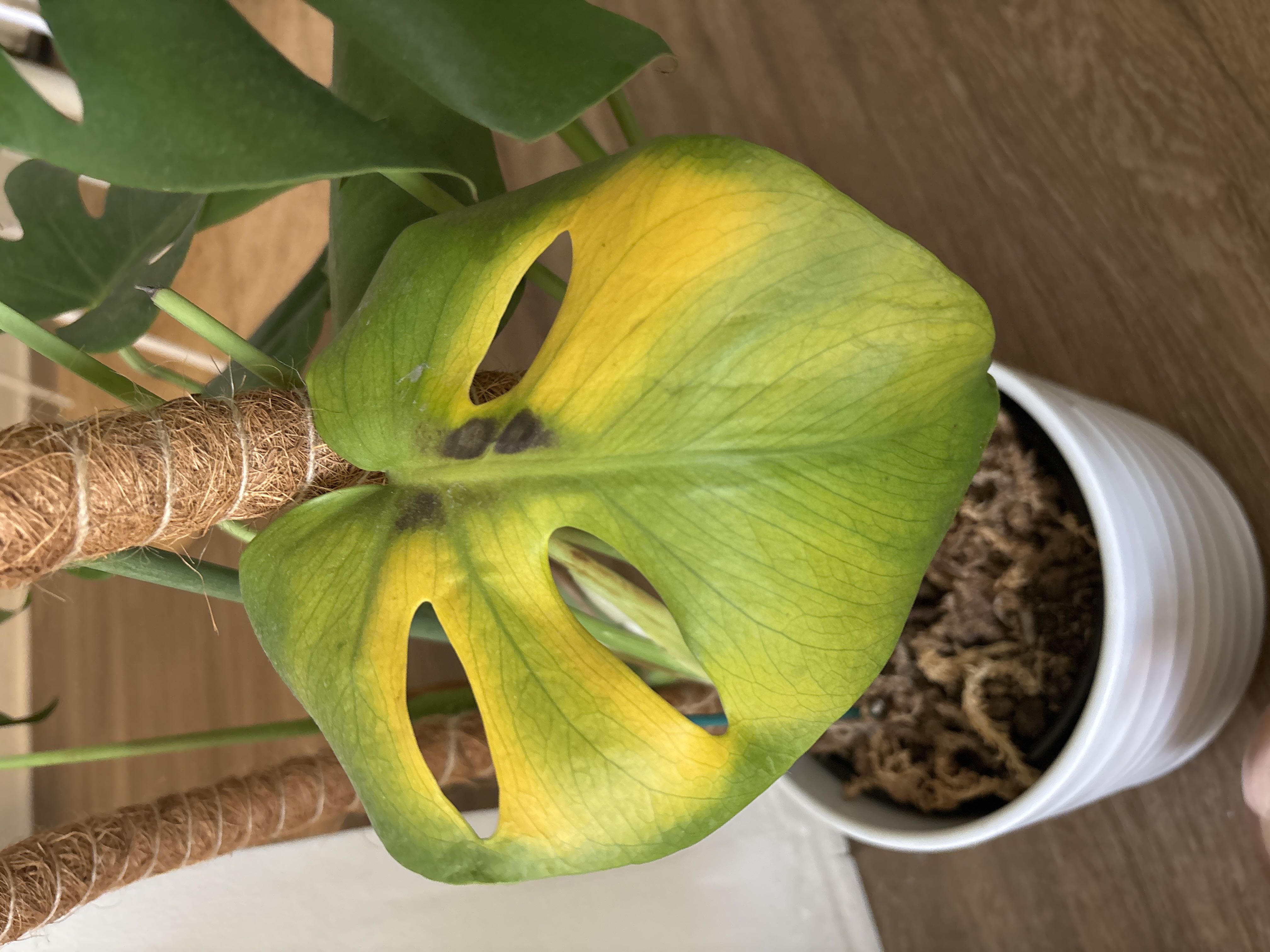 Black spot on monstera leaf