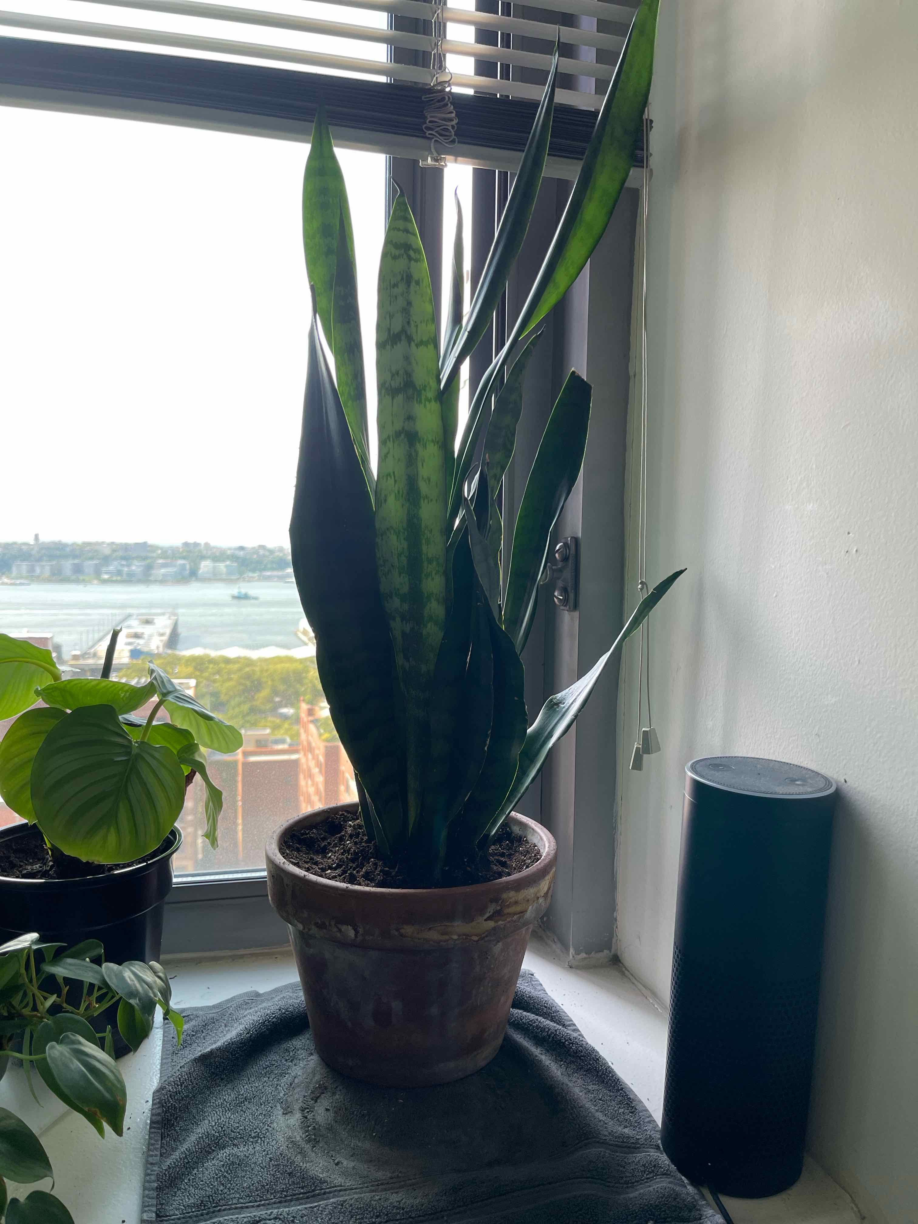 Serverus | A plant by @CoolPanamatree on Greg