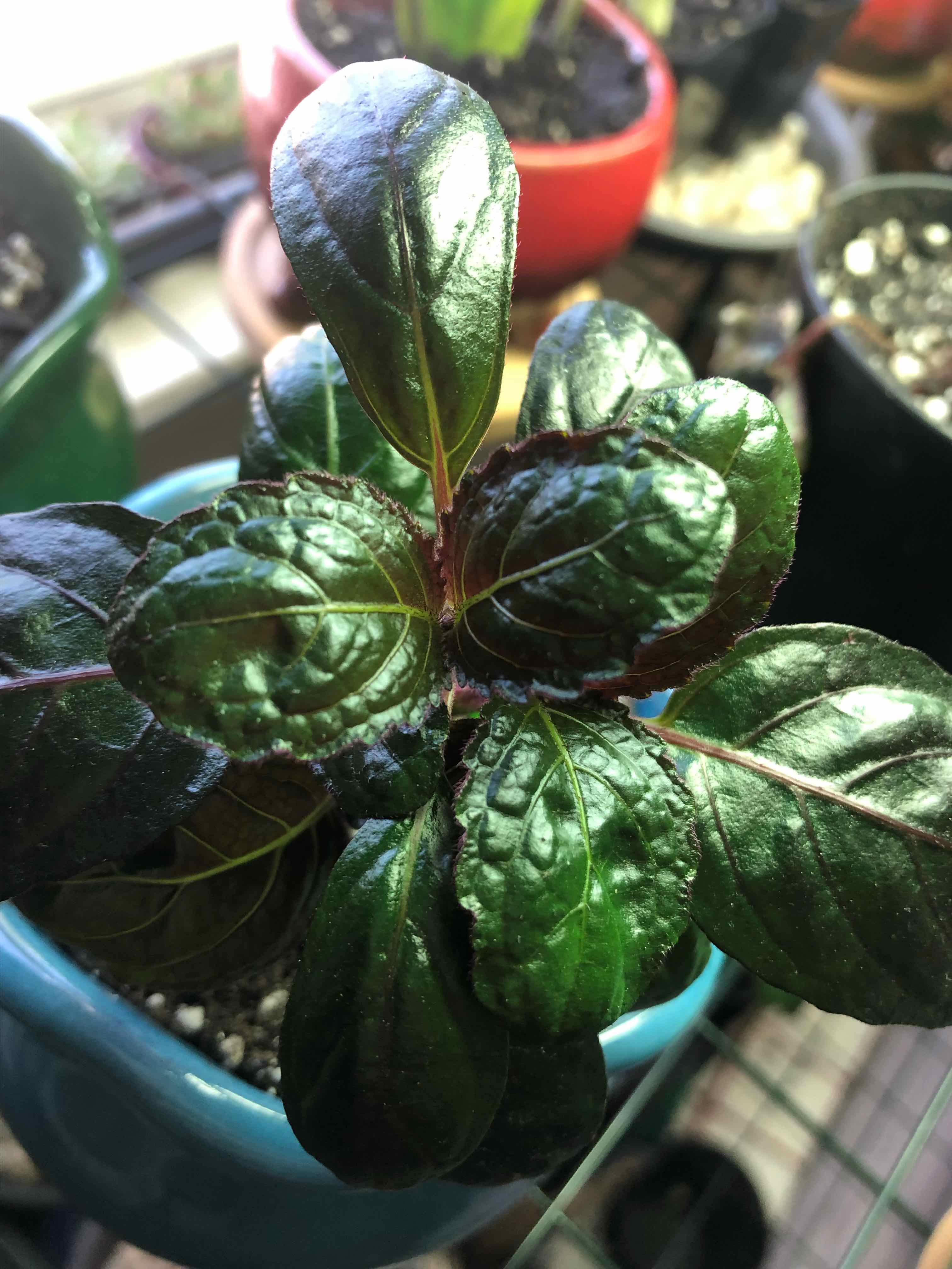 Why Are My Purple Waffle Plant 'Exotica' Leaves Curling?