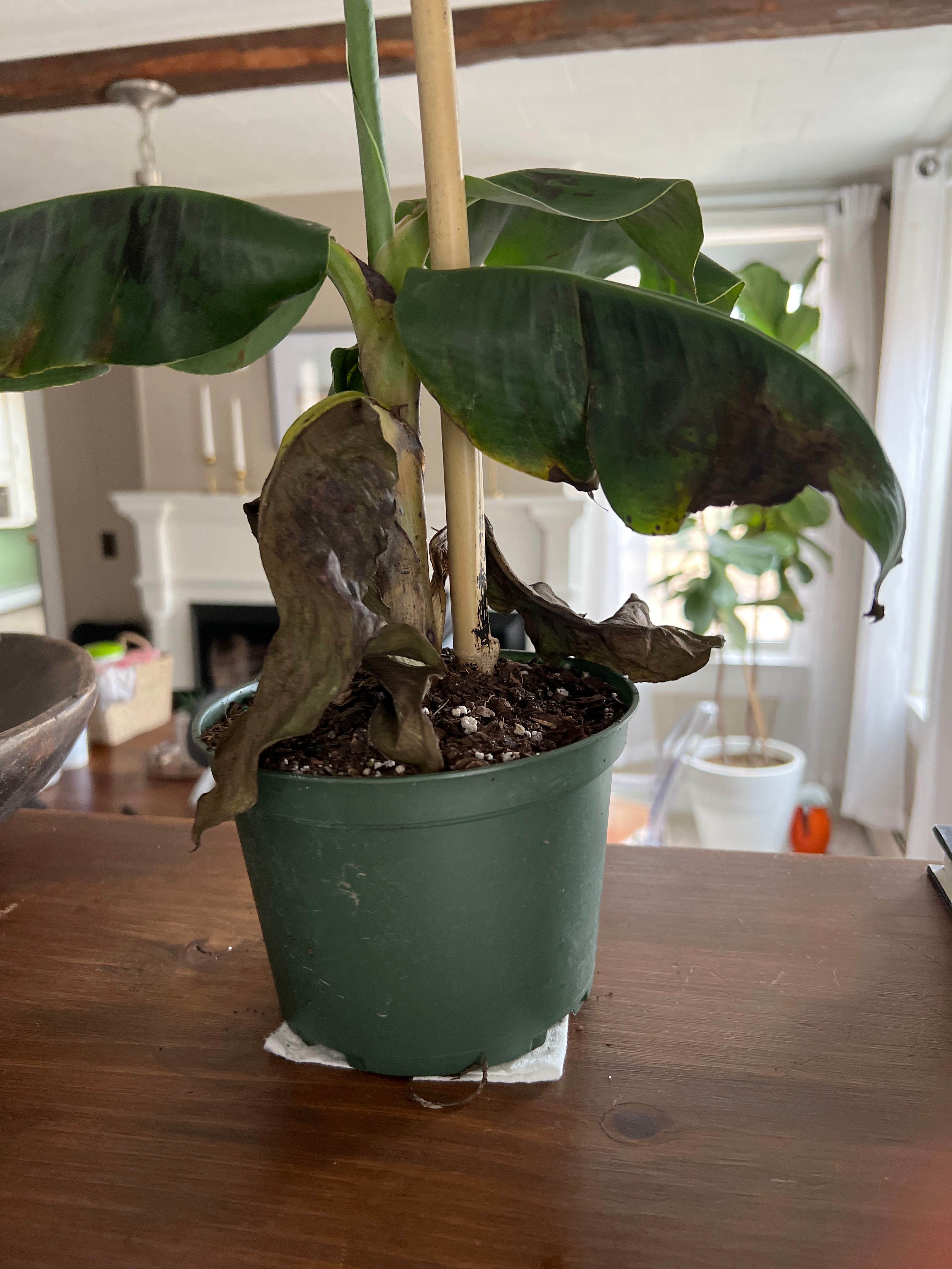The Complete Dwarf Banana Plant Care Guide: Water, Light & Beyond
