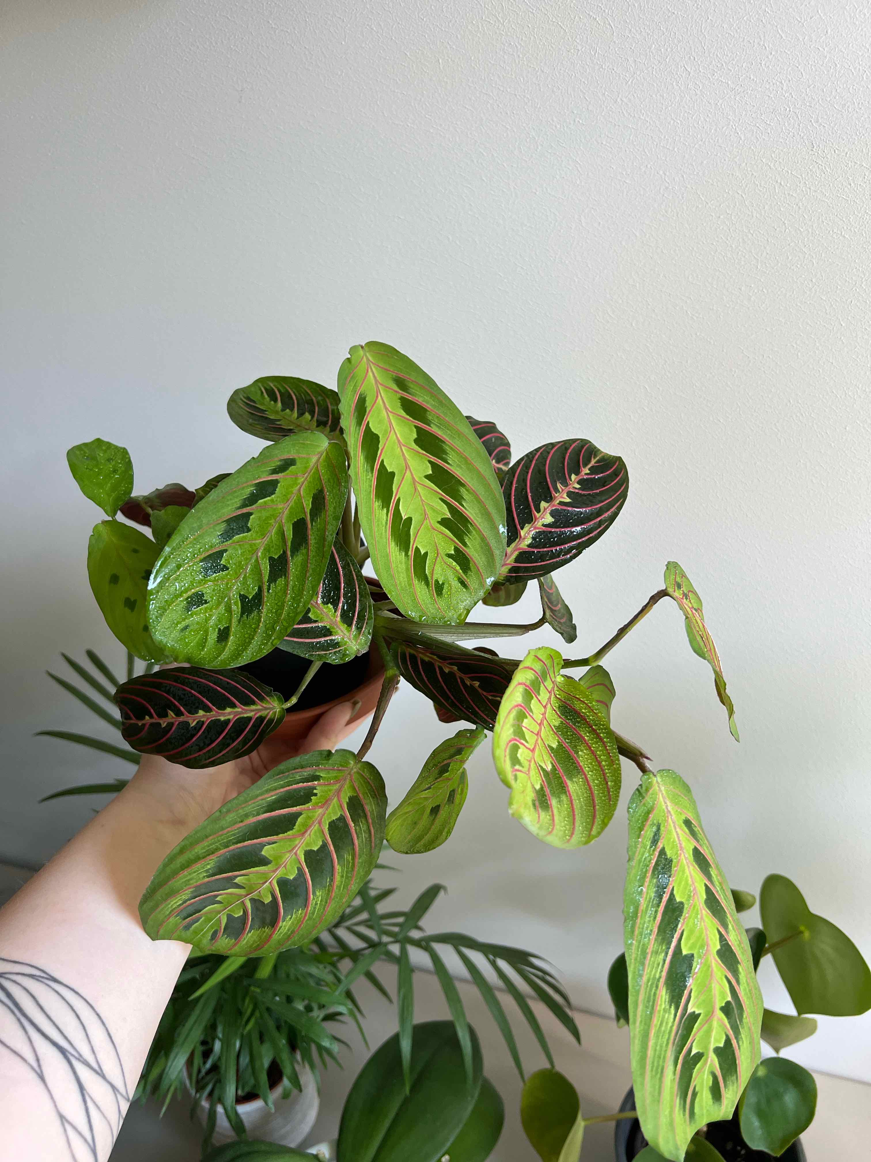 What Are The Bugs on My Fascinator Prayer Plant? 🐛