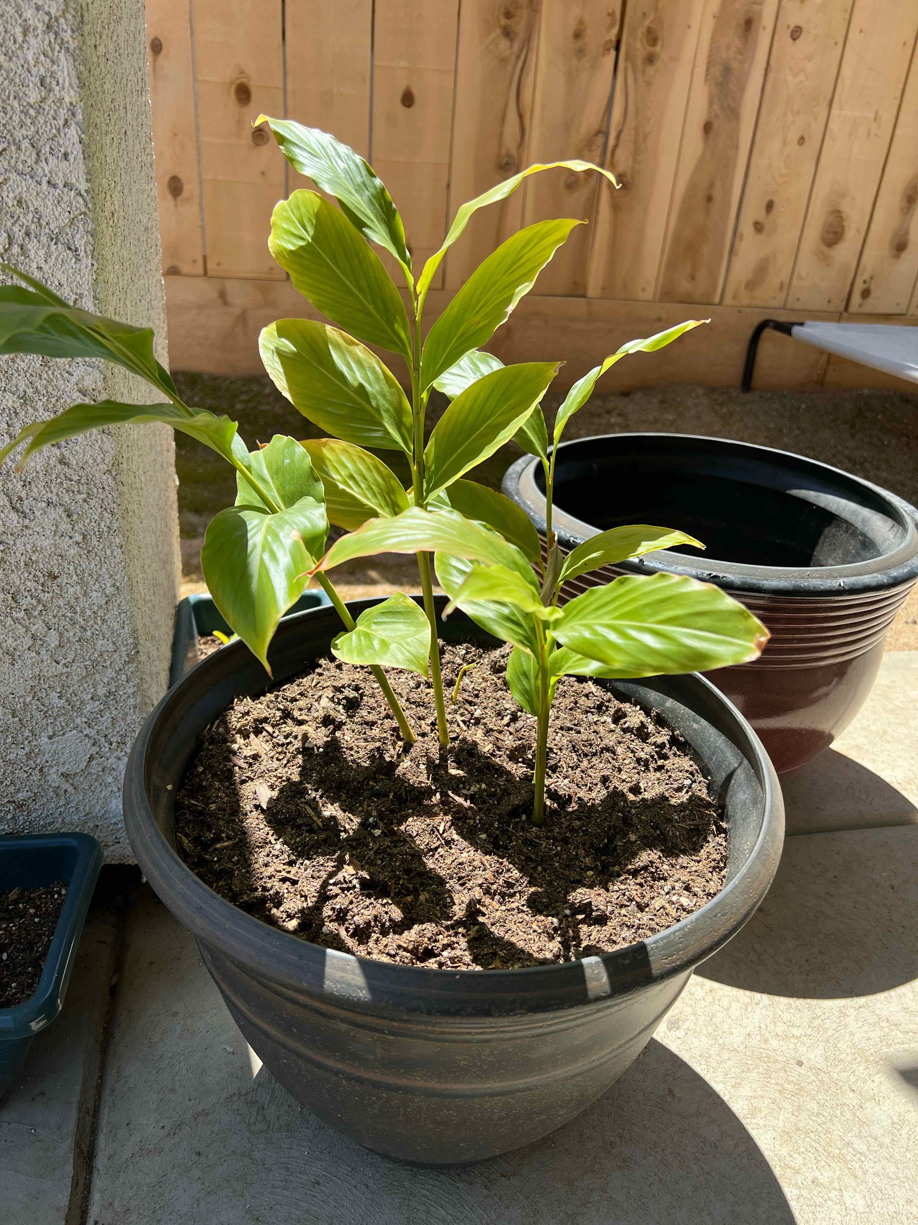 ️ When and Where Should I Trim My Red Ginger?