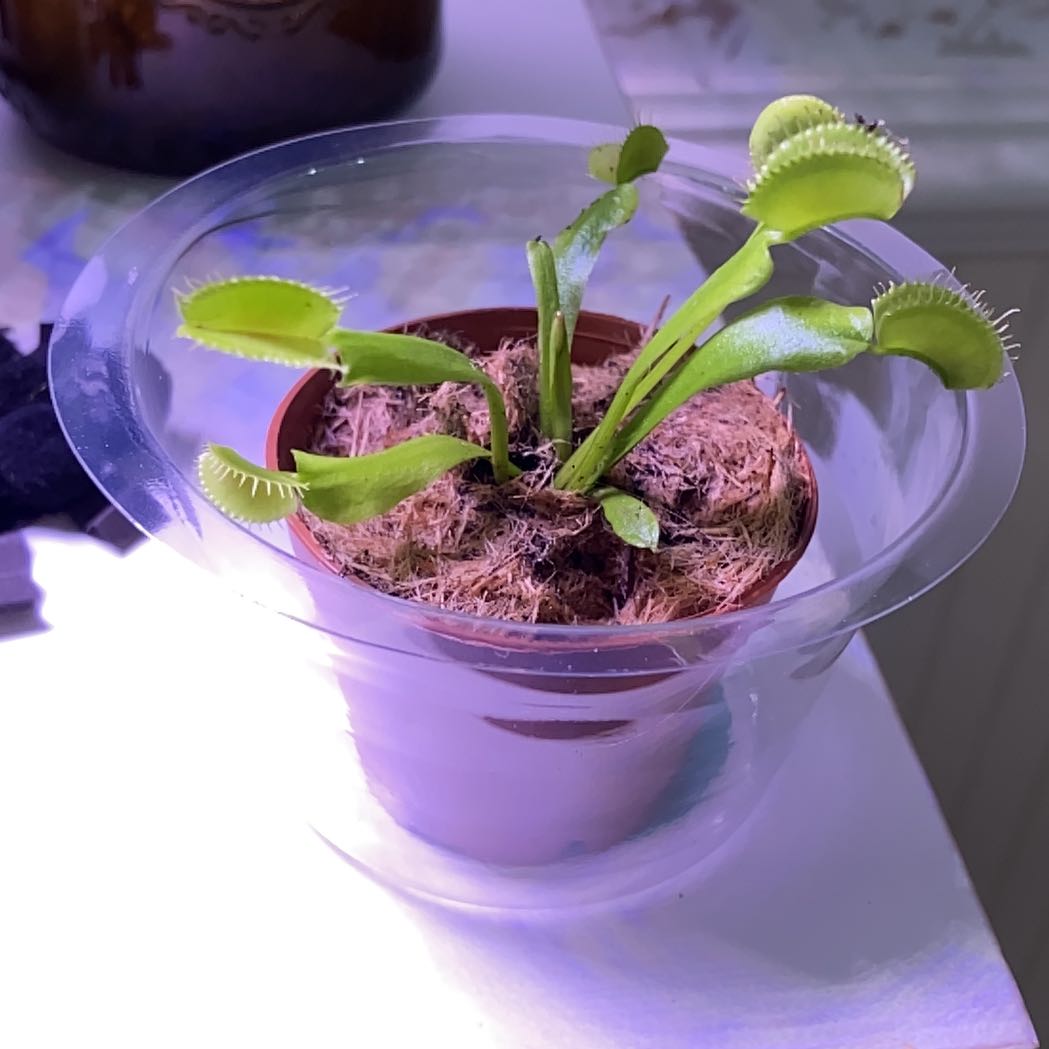 Venus Fly Trap Fertilizer: How And When To Use It 🪰