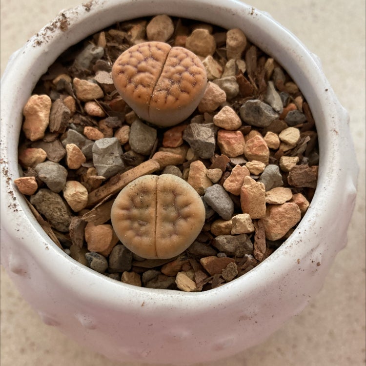 10 Advantages Of Having A Lithops