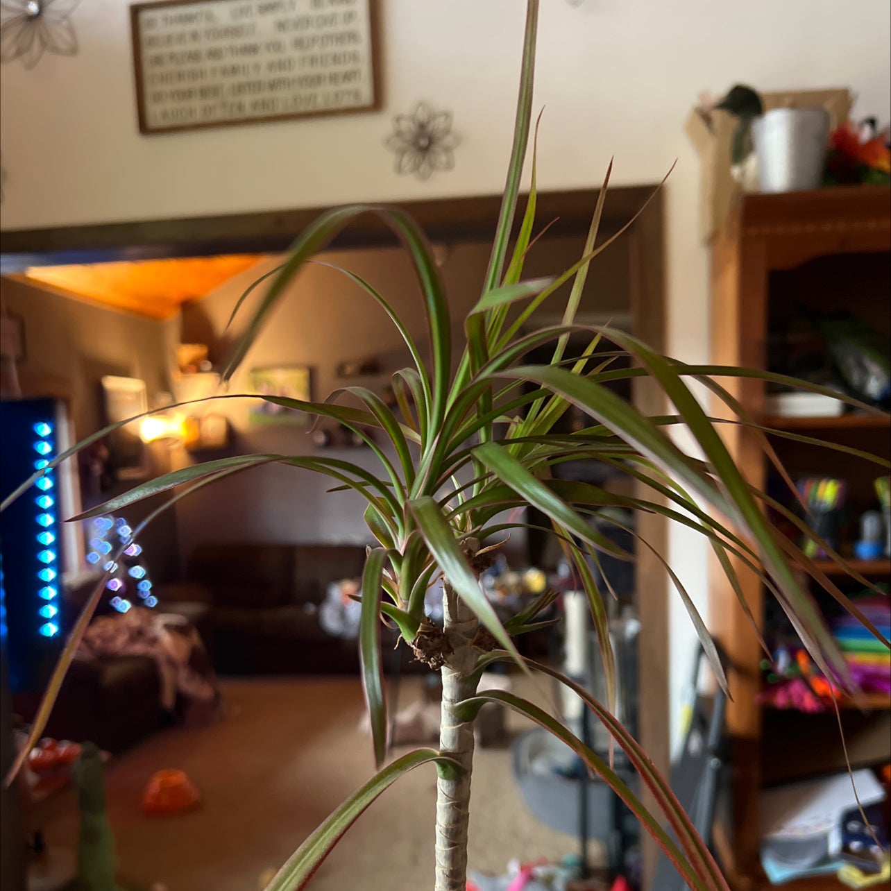 Propagating Your Madagascar Dragon Tree: Step-by-Step Guide