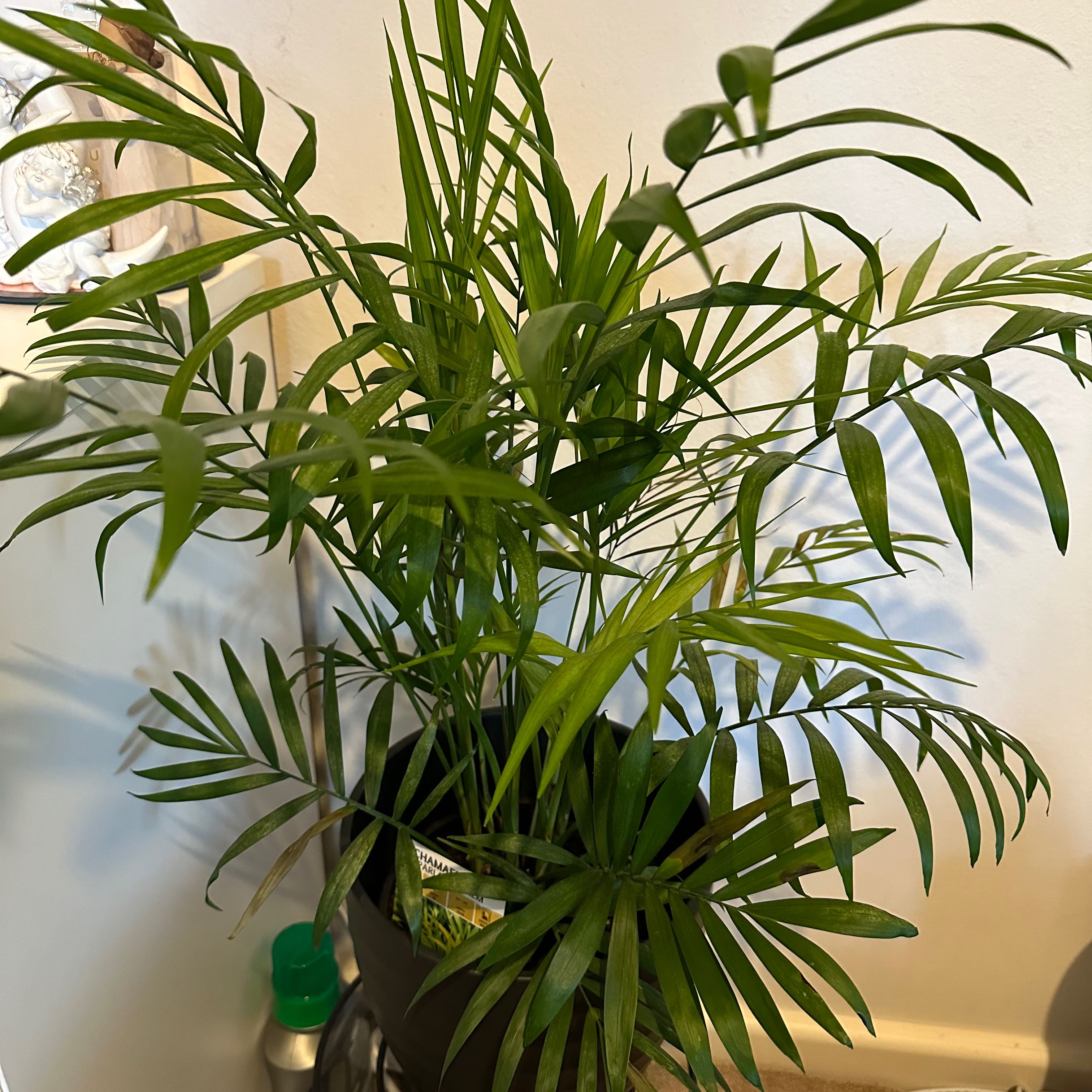 Rihanna | A plant by @SportJade on Greg