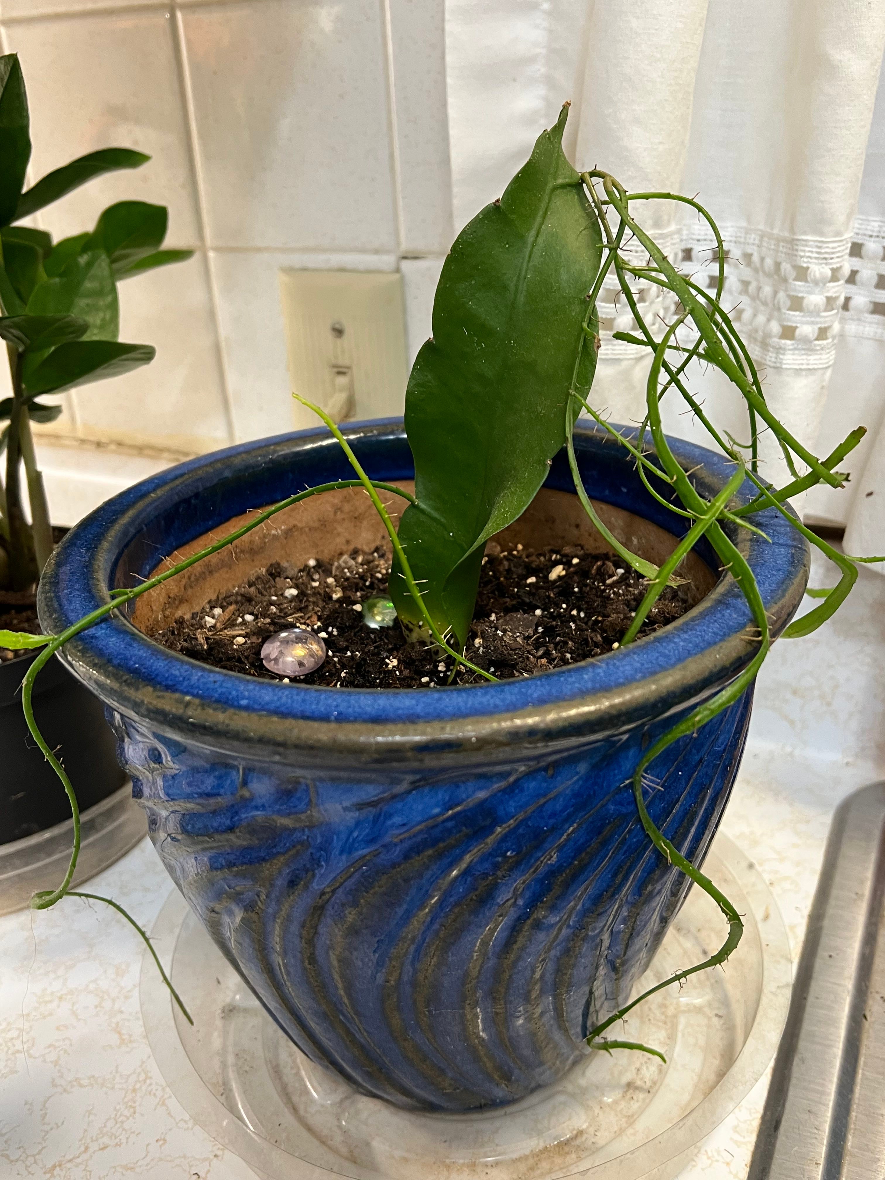 Show me your funky cacti and succulents!