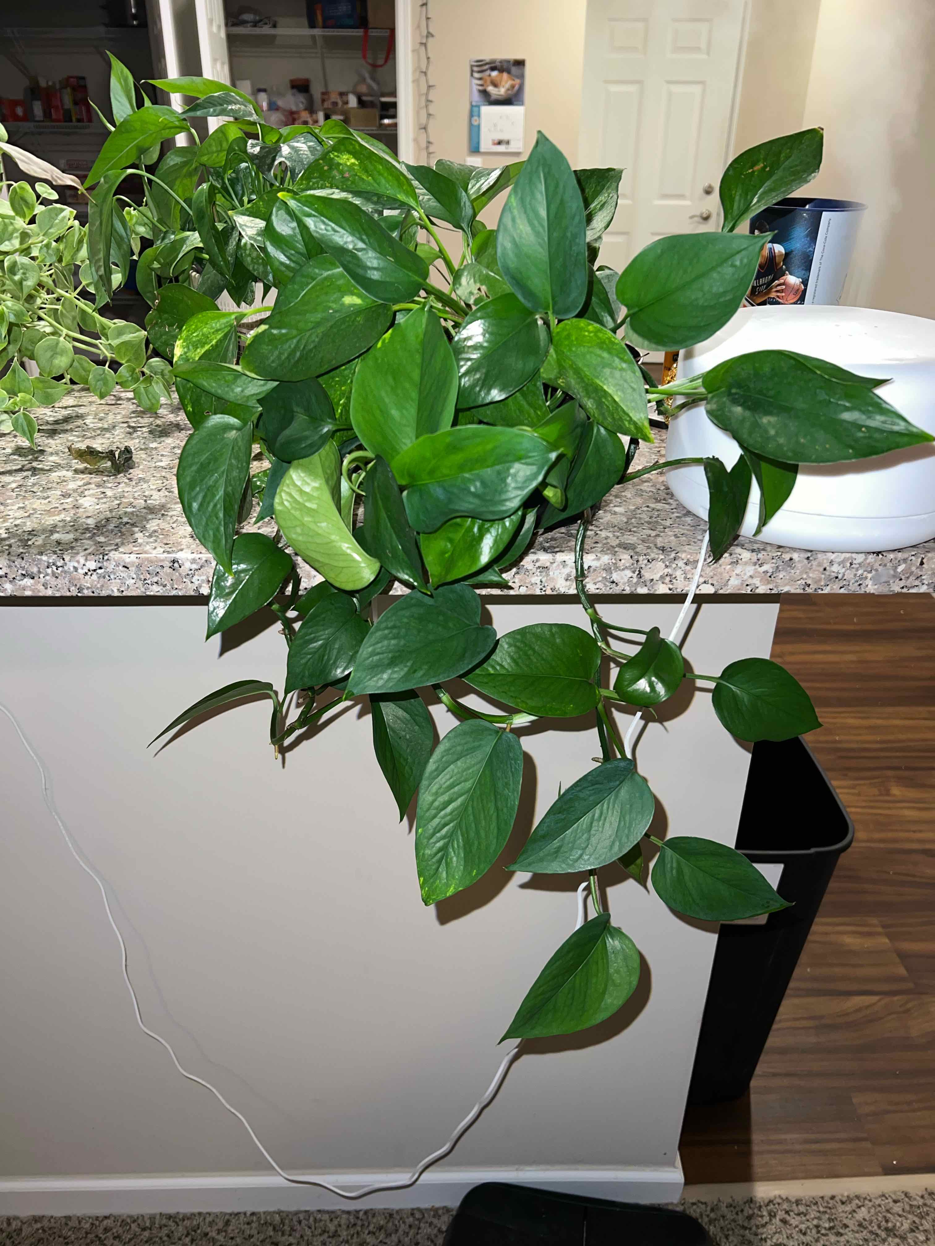 Personalized Golden Pothos Care: Water, Light, Nutrients | Greg App