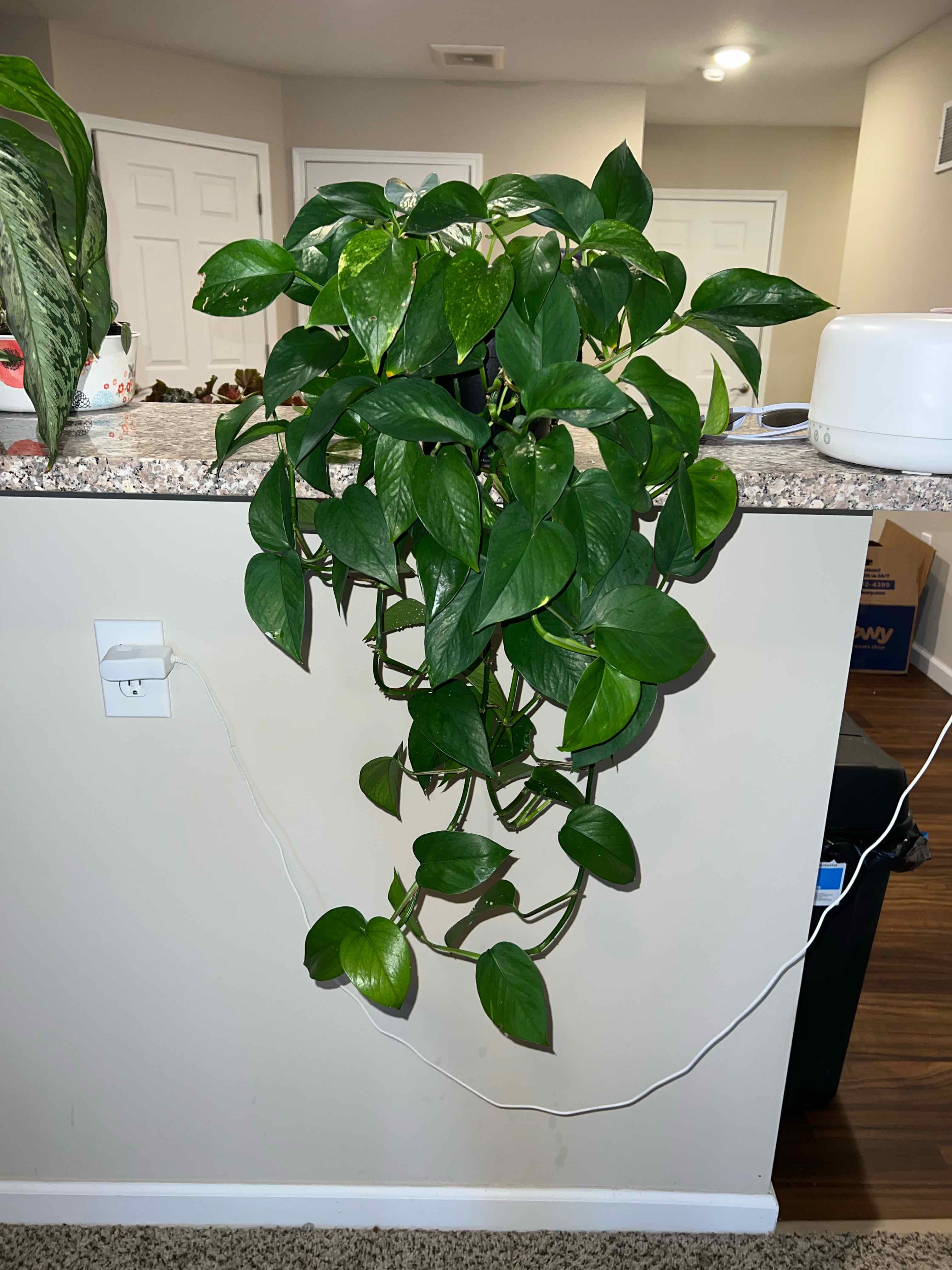 Personalized Golden Pothos Care: Water, Light, Nutrients | Greg App