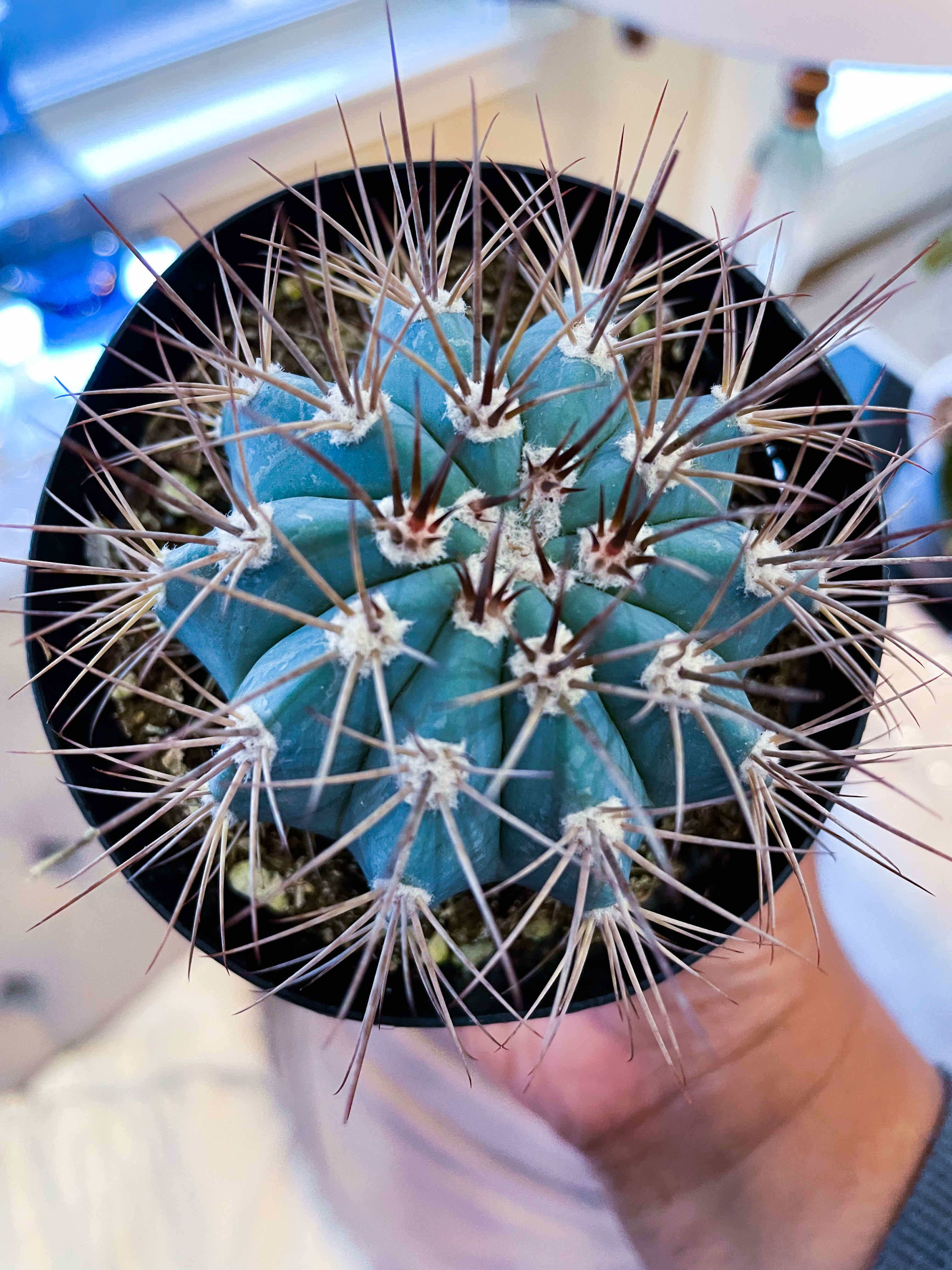 🌵 Why Are There Brown Spots on My Melocactus azureus Leaves?