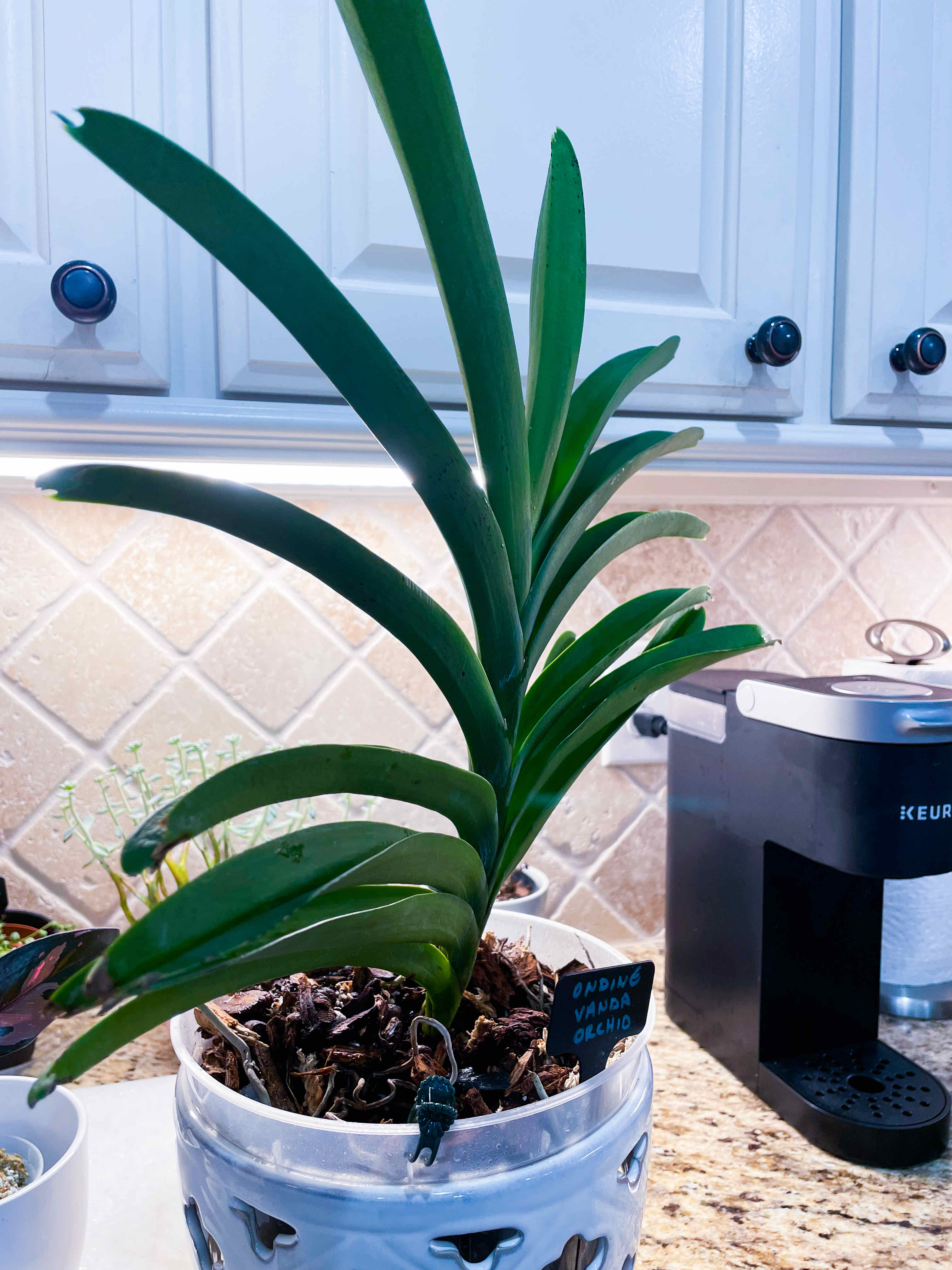 How to Propagate Your Vanda orchid