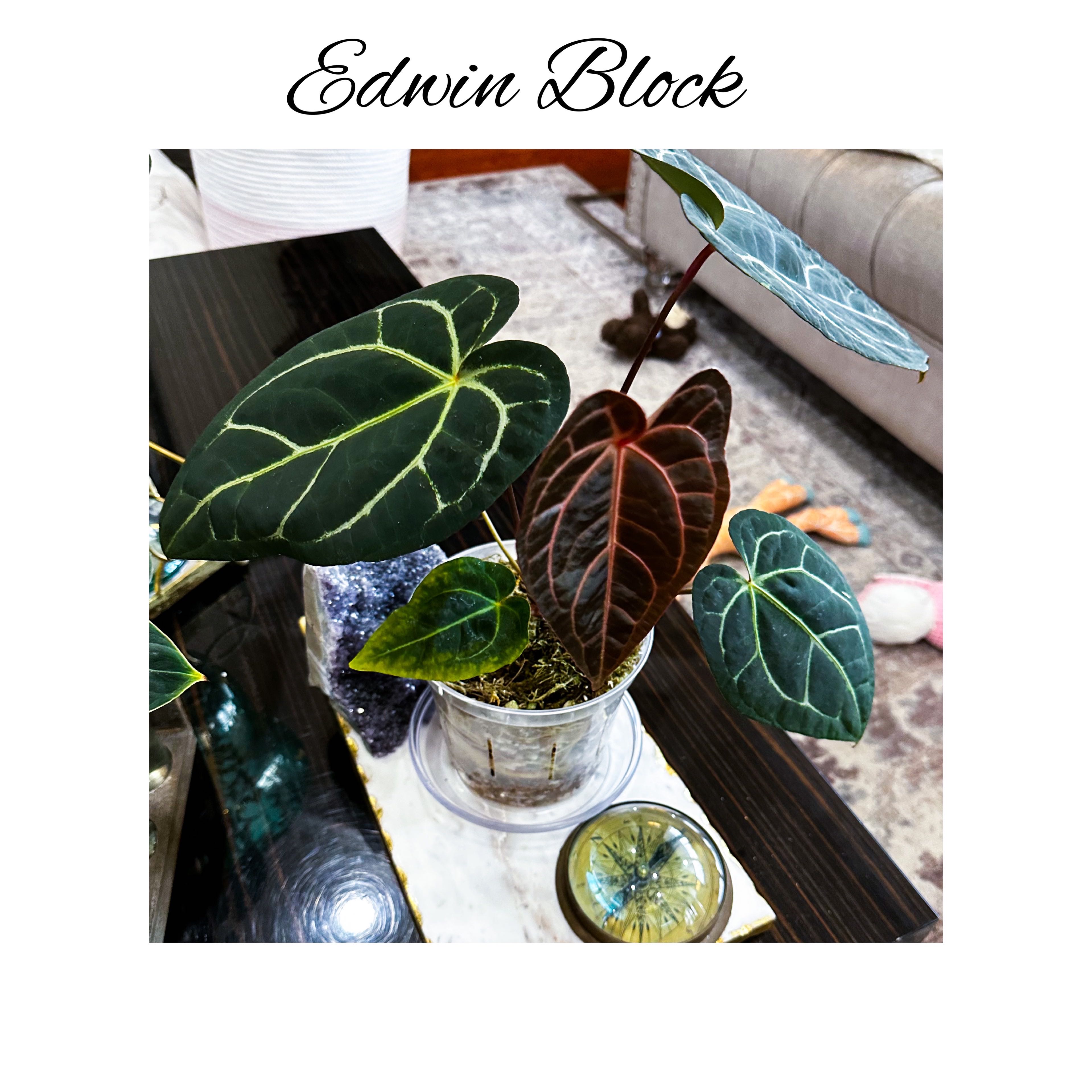 Anthurium 'Doc Block F2 x Regale' Plant Care: Water, Light, Nutrients ...