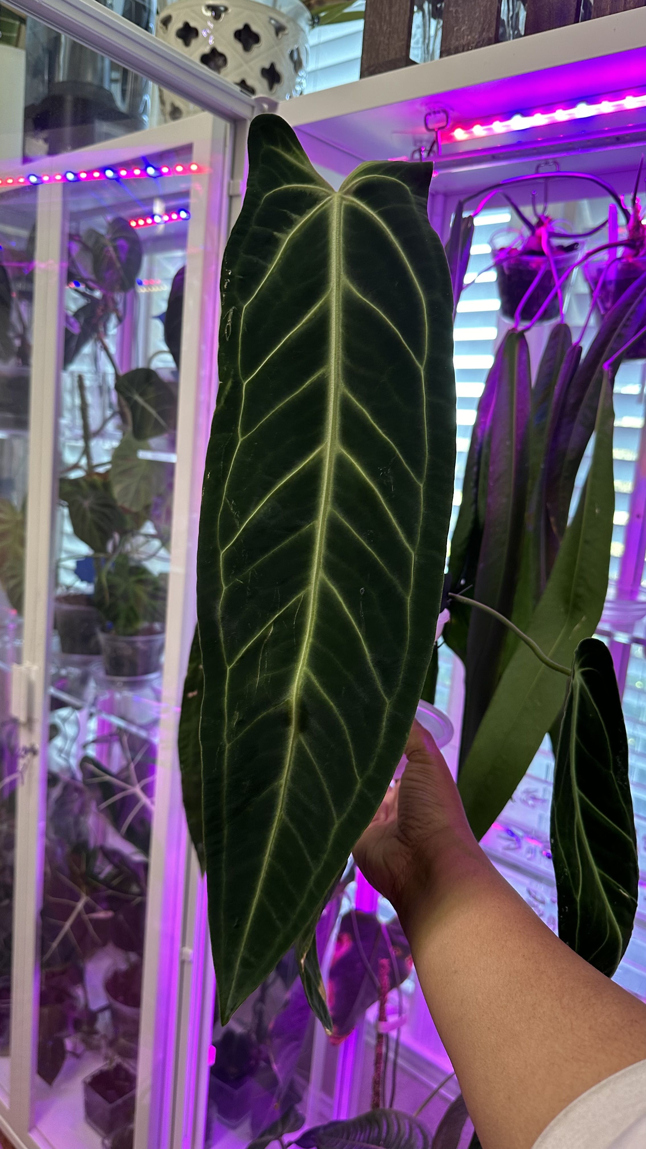 The Complete Anthurium 'Big Red Bird' Plant Care Guide: Water, Light ...