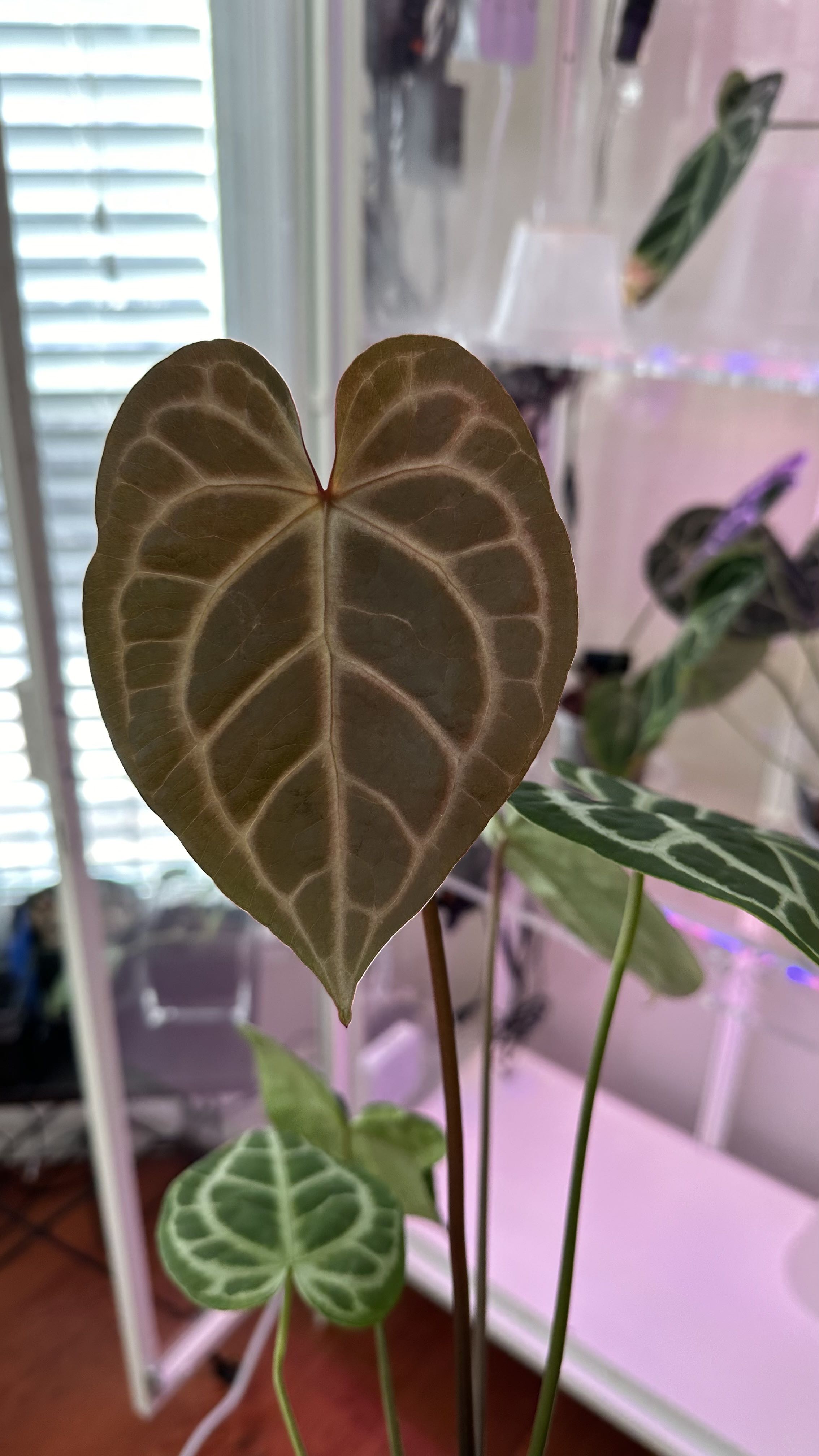 The Complete Anthurium 'Big Red Bird' Plant Care Guide: Water, Light ...