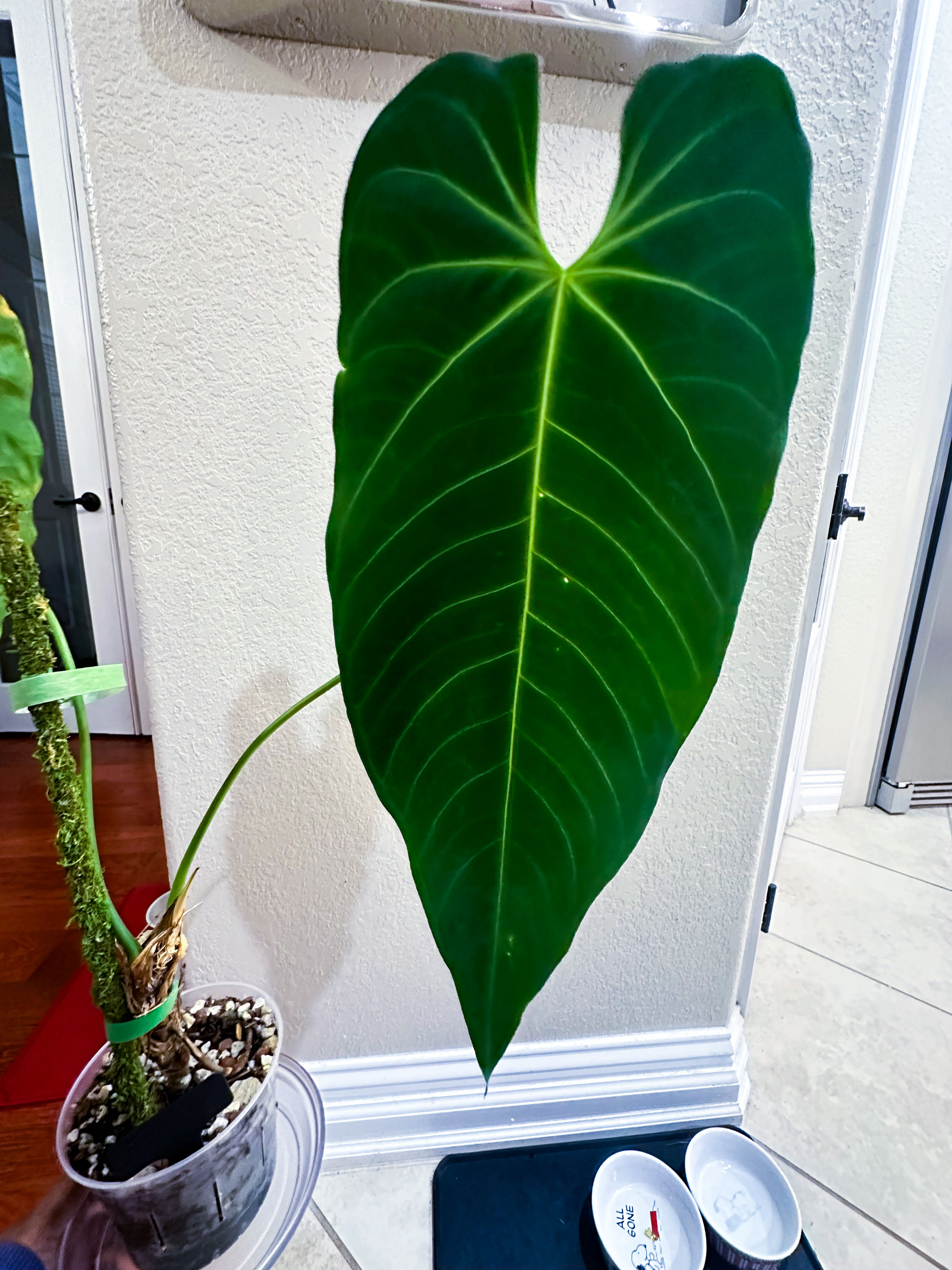 How to Care for Anthurium 'Big Red Bird': Mastering Water, Sunlight & More