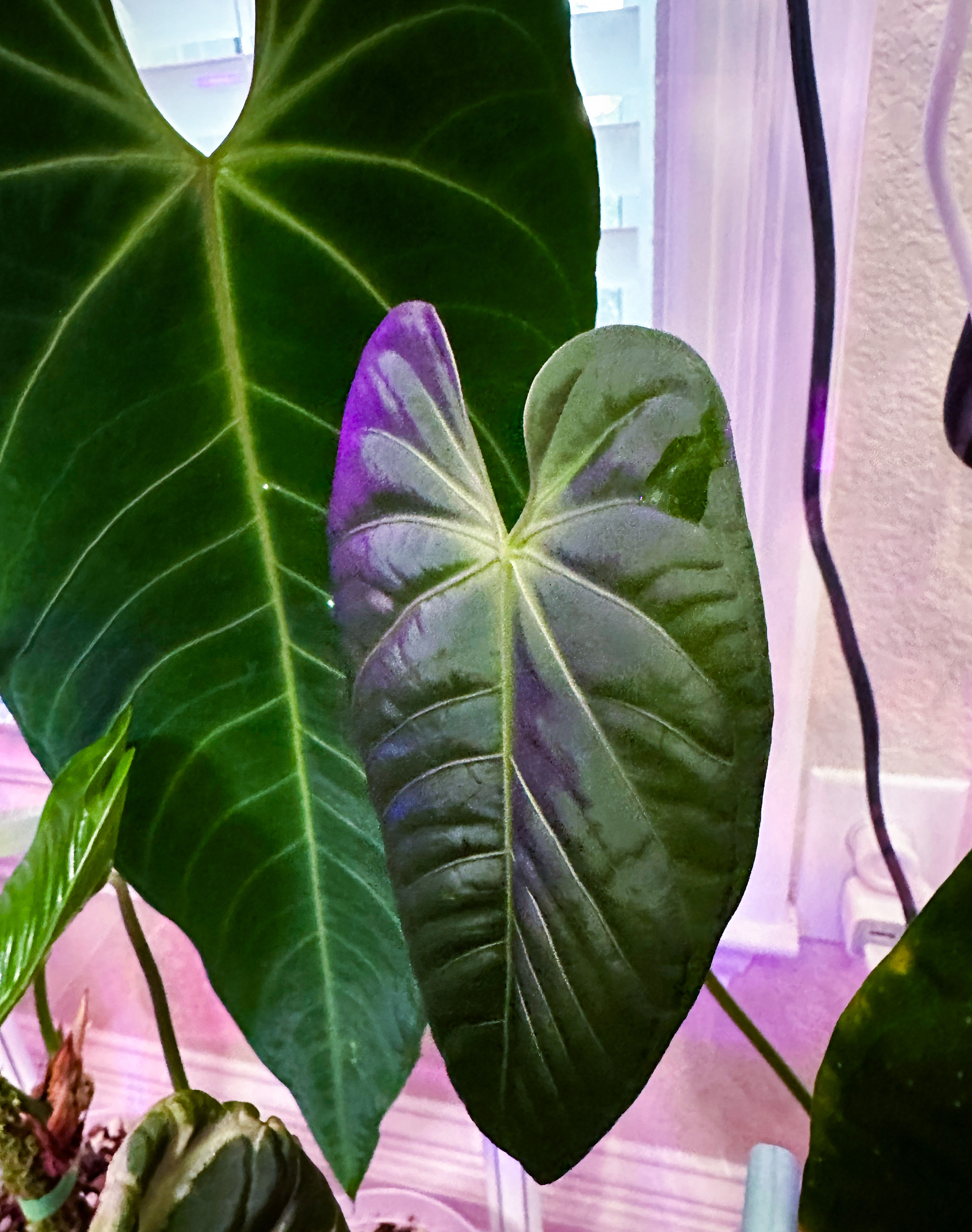 Anthurium 'Big Red Bird' Care 101: Water, Light & Growing Tips