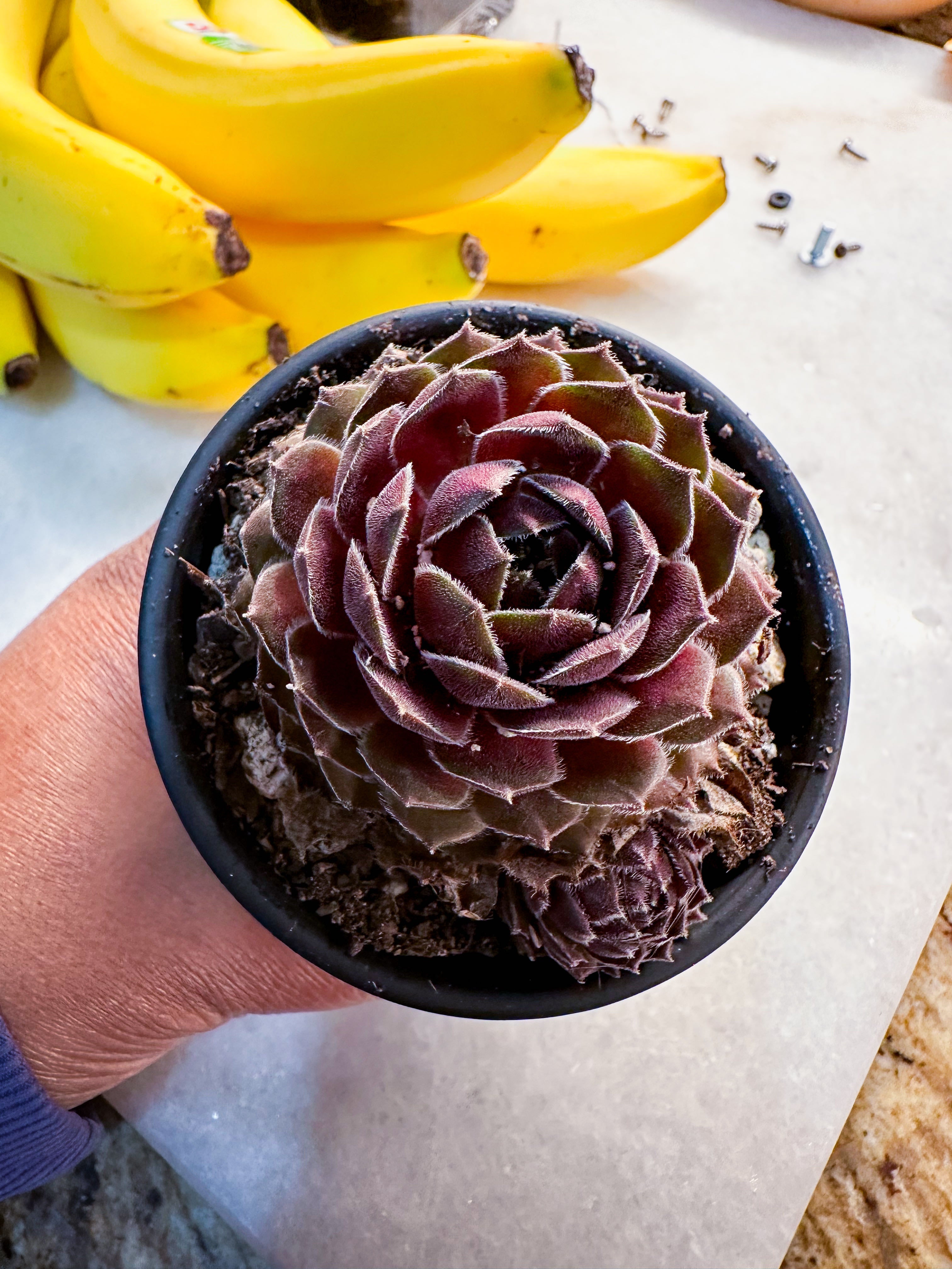 How to Care for Sedeveria 'Blue Elf': Mastering Water, Sunlight & More