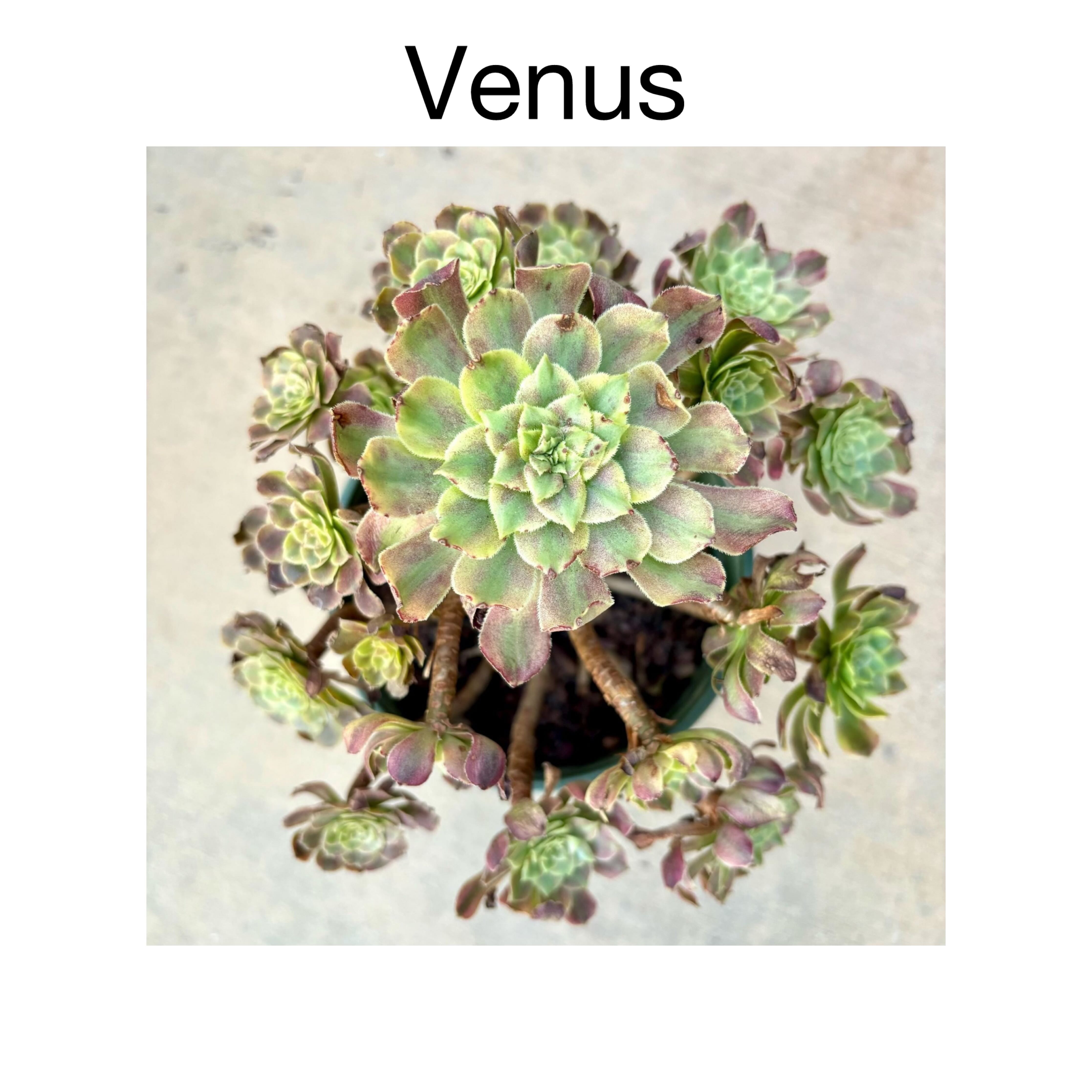 Venus Shrub Aeonium Plant Care: Water, Light, Nutrients | Greg App 🌱