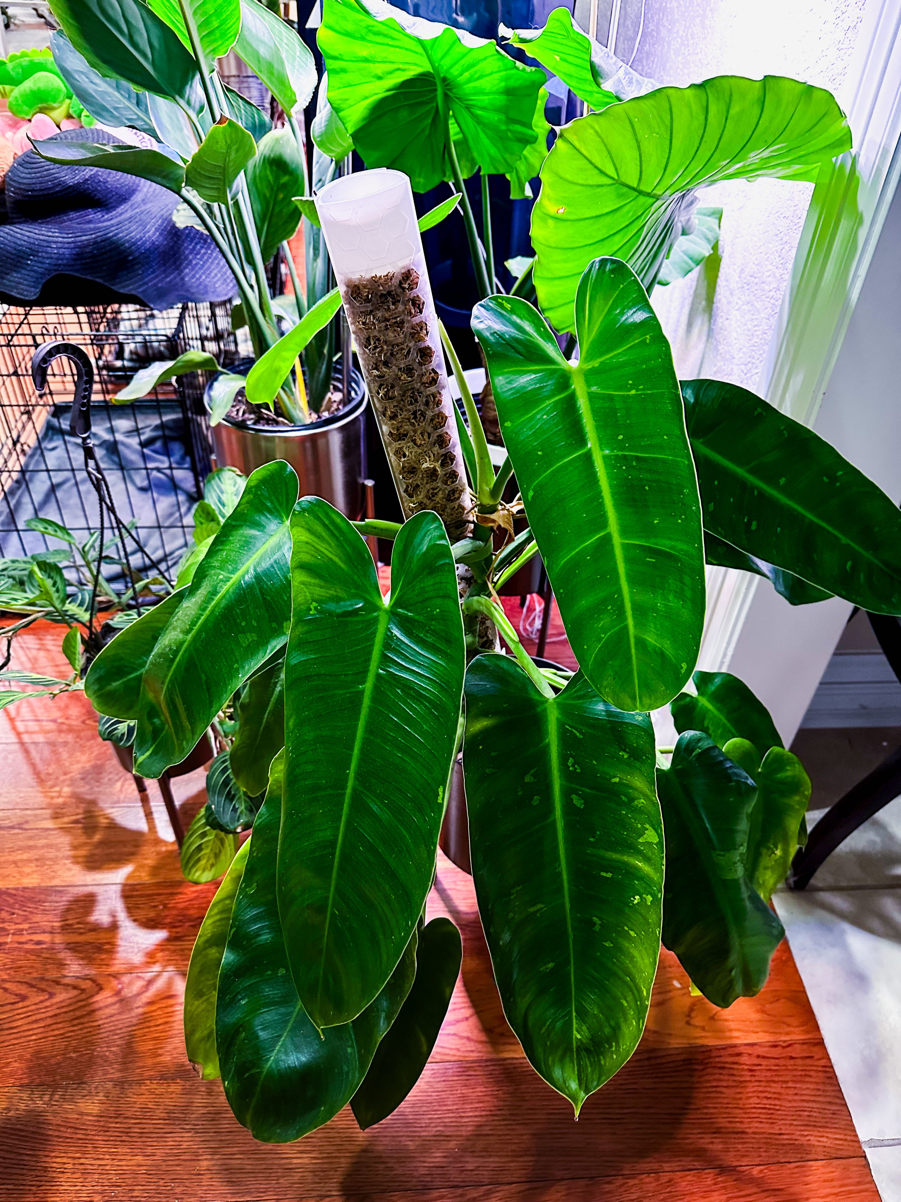 🍃 Managing Black Spots on Your Spade Leaf Philodendron Leaves